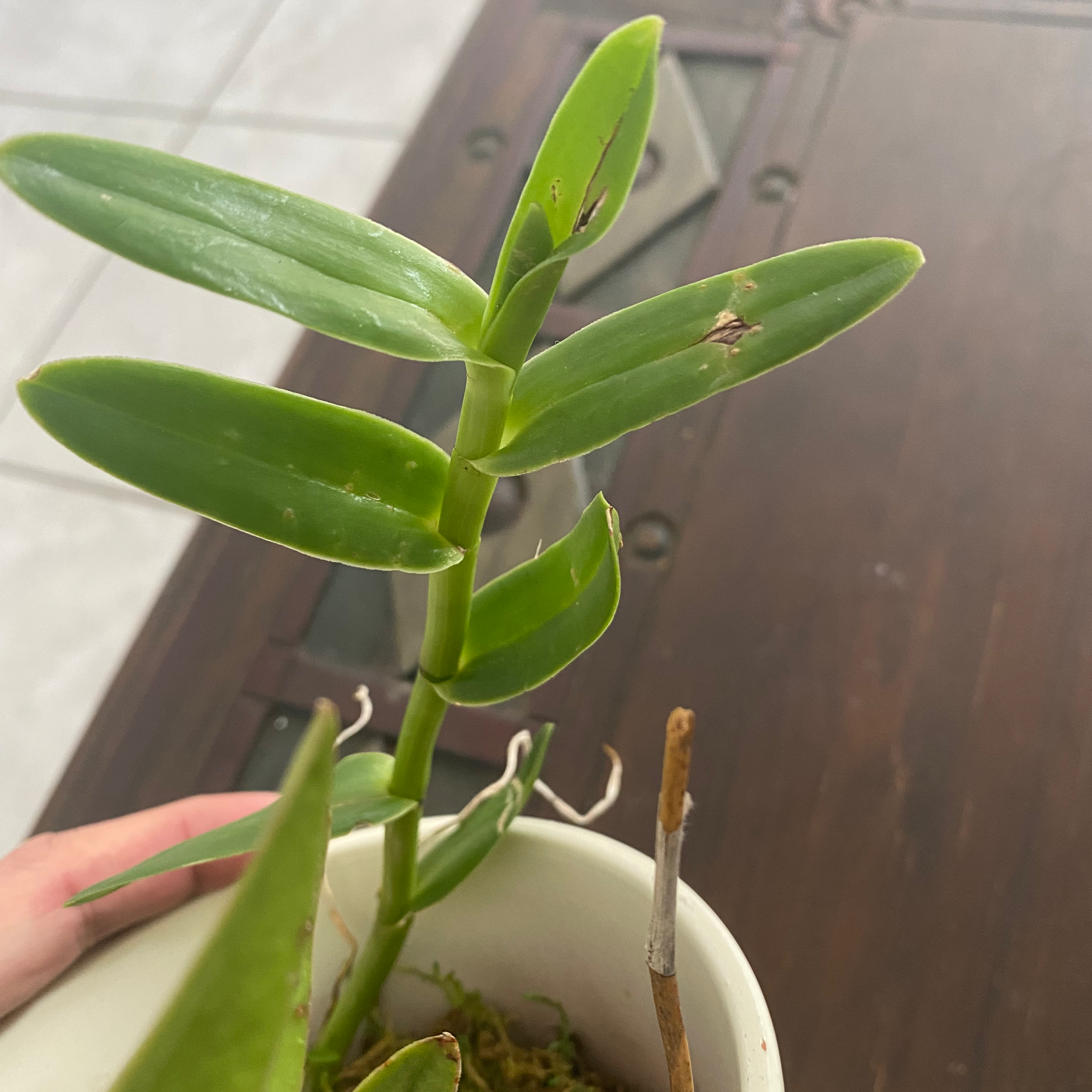 Diagnosing fire star orchid root rot