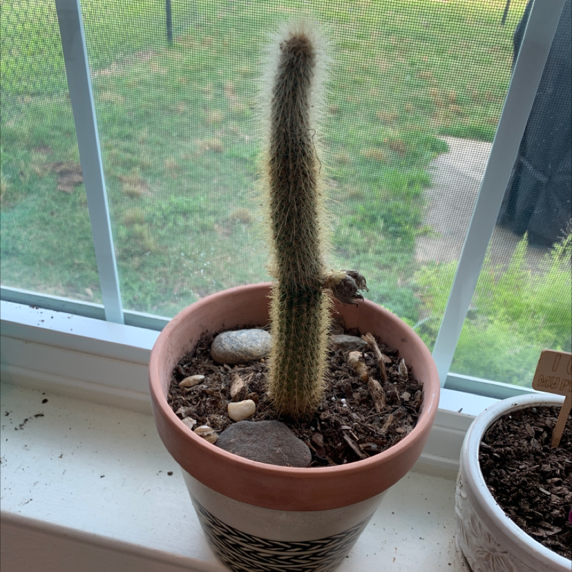 cereus forbesii root rot Solutions