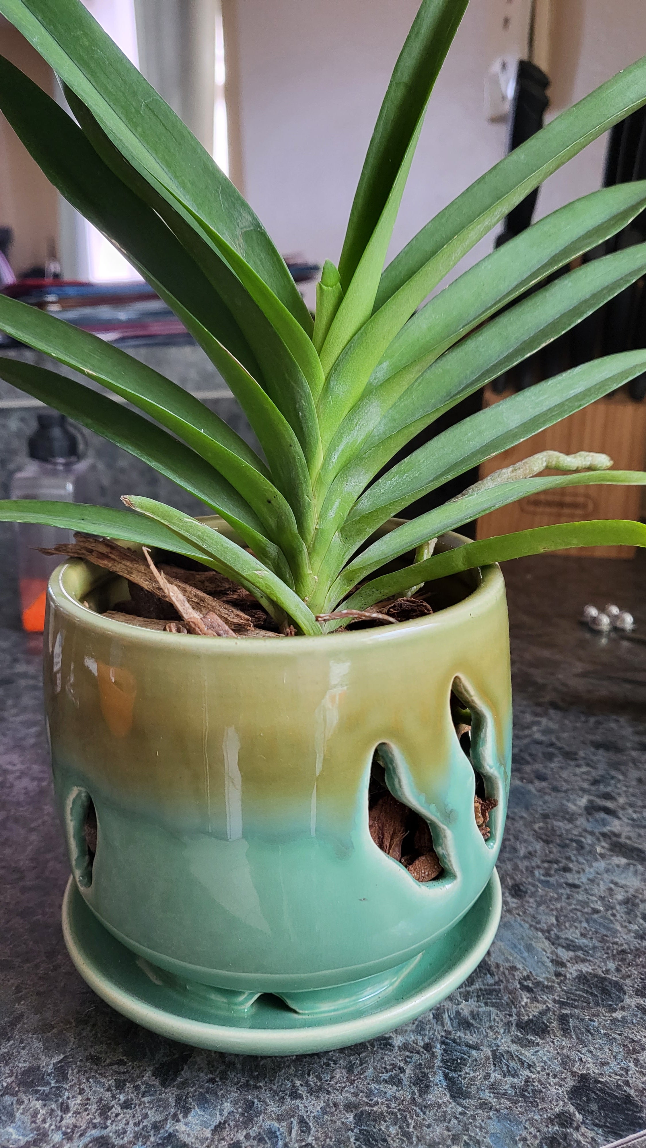 Diagnosing vanda orchid root rot