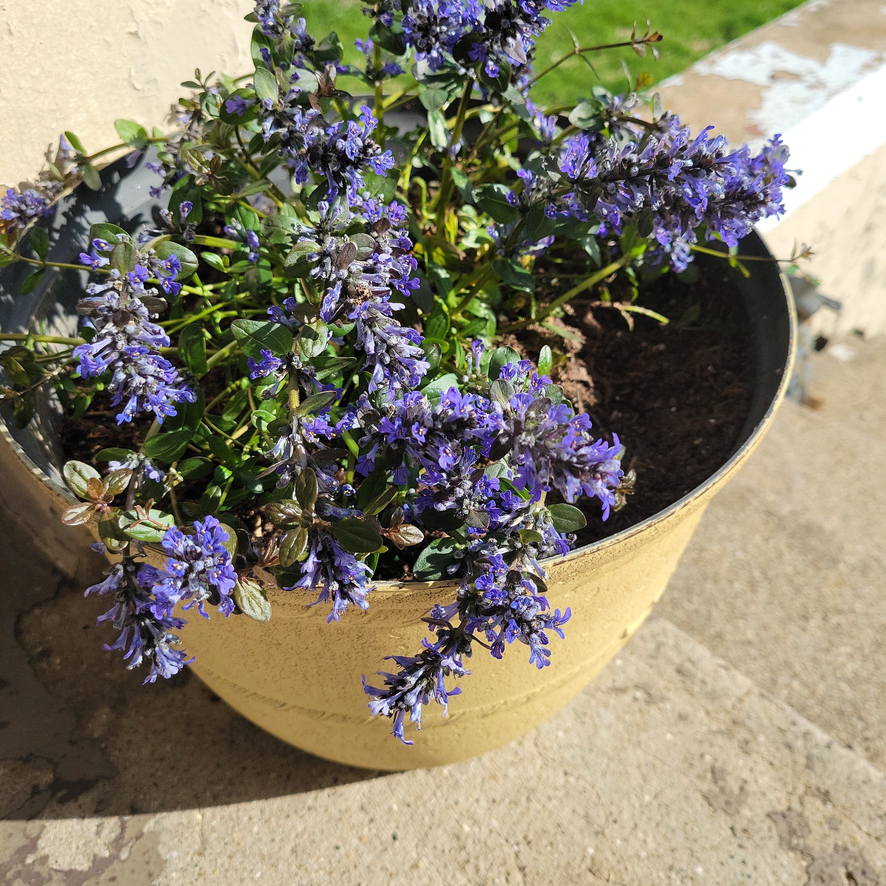 Symbolism and Benefits of the Blue Bugle