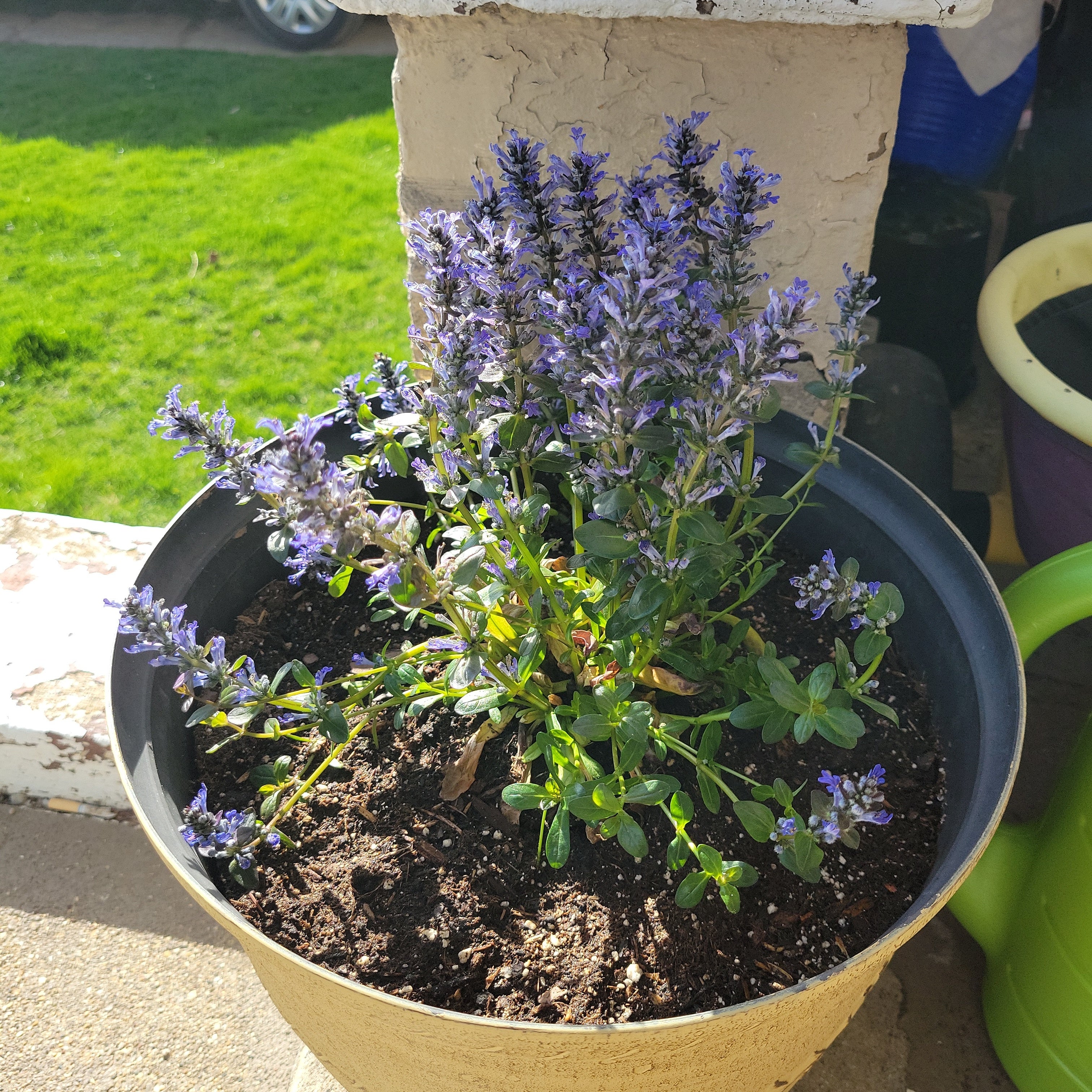 Best Soil for Blue Bugle