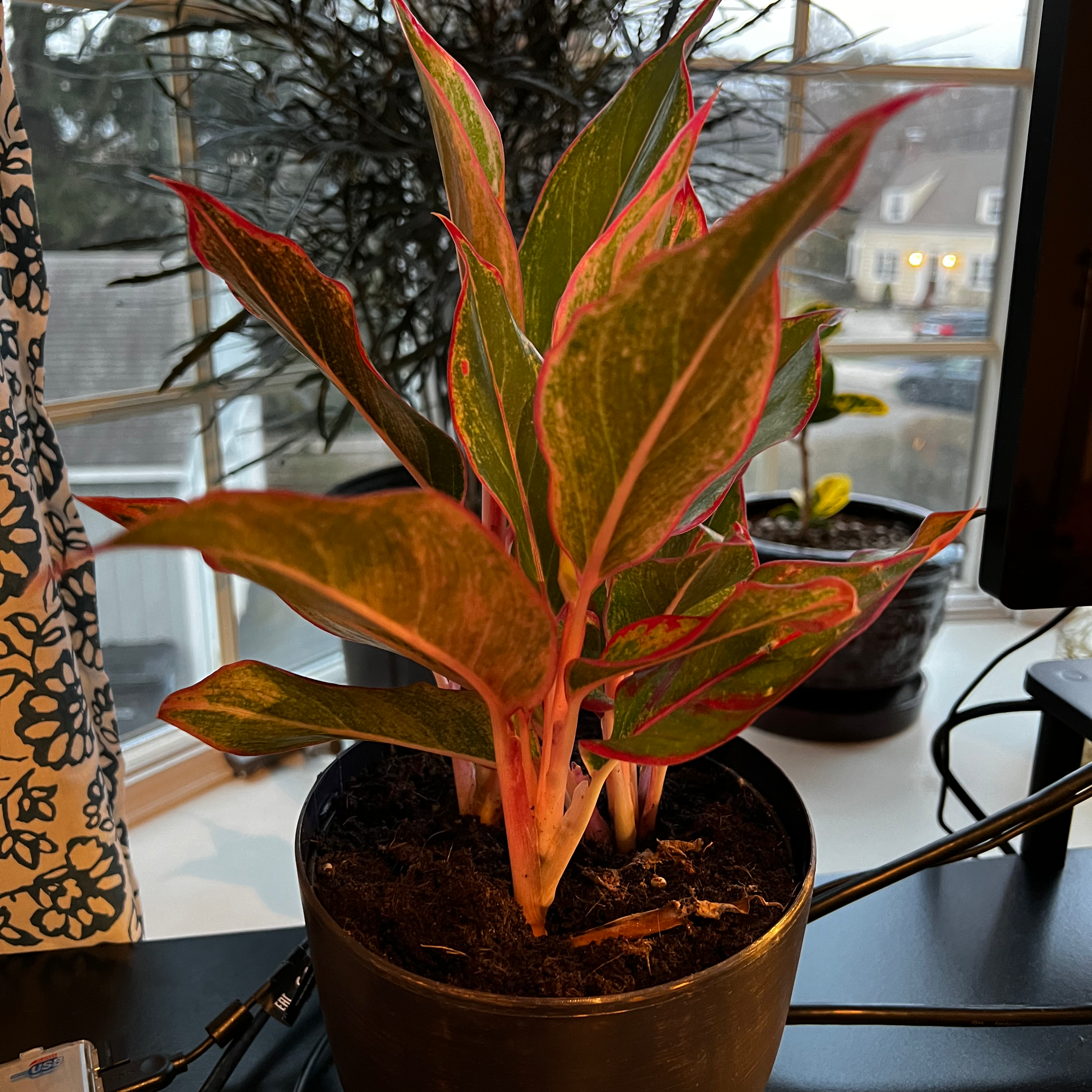 Athena | A plant by @UpliftedCatmint on Greg