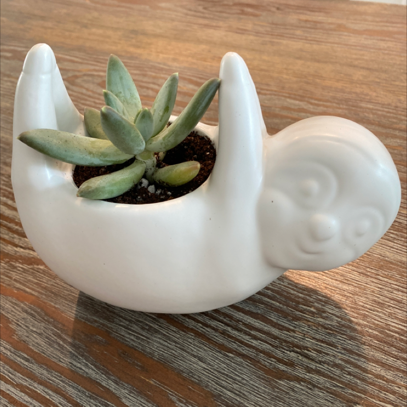 🌜 Why Are My Pachyphytum 'Moon Silver' Leaves Droopy?