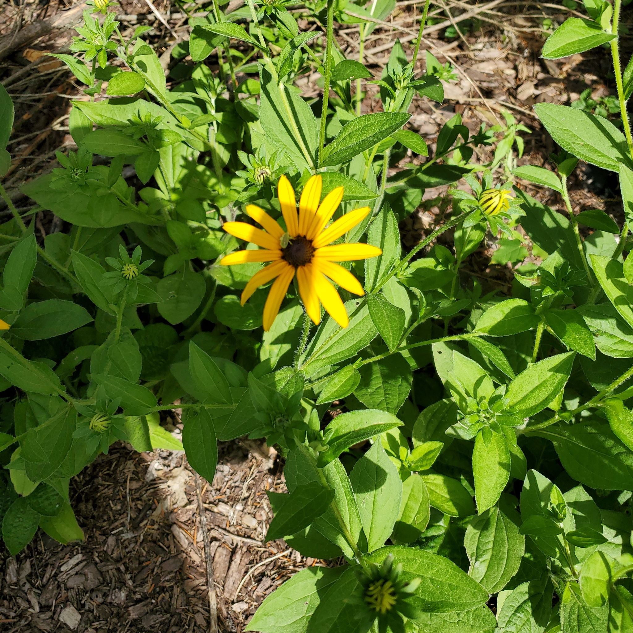 🌼 How Do I Propagate My Blackeyed Susan?