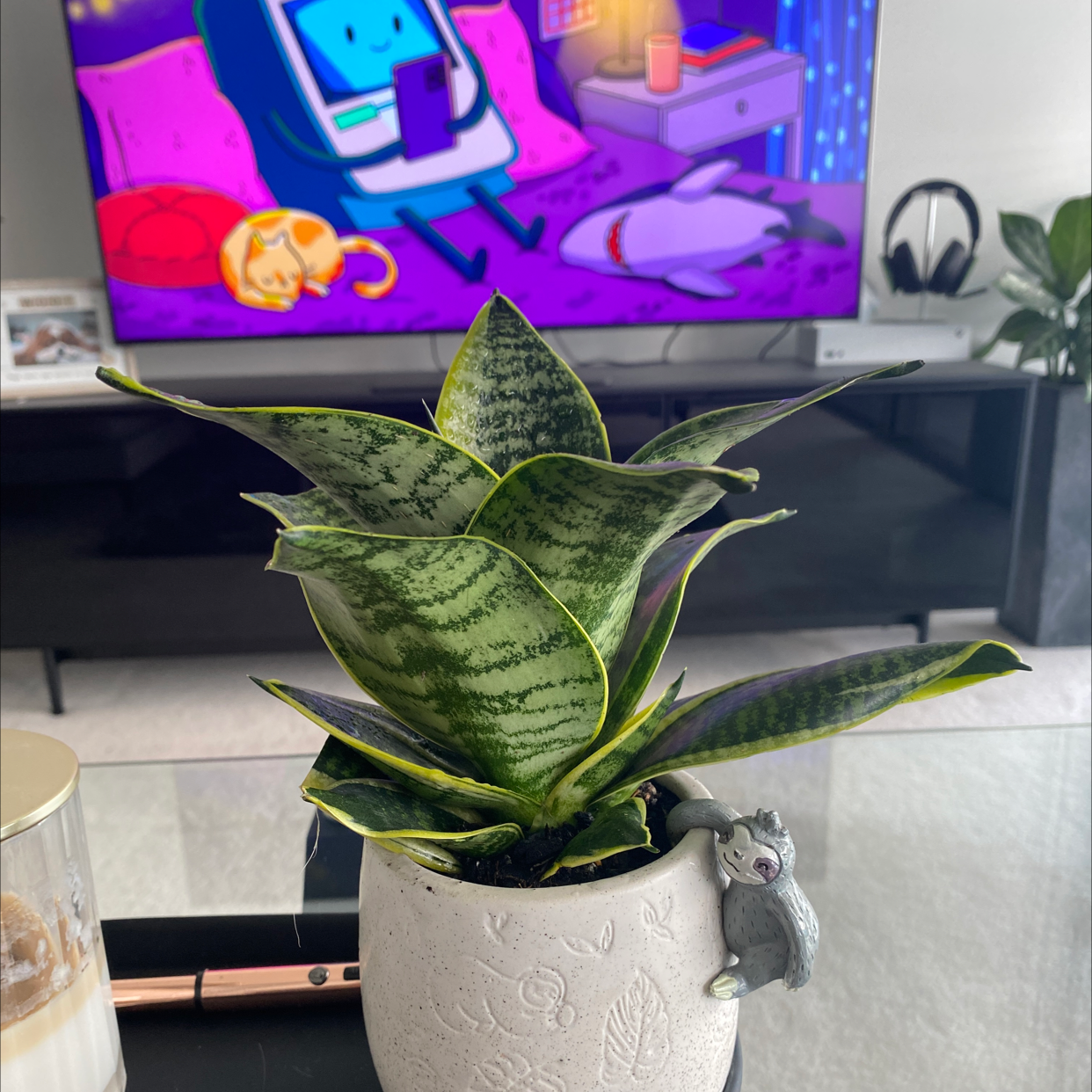 Why Is My Jaboa Snake Plant Not Doing Well?