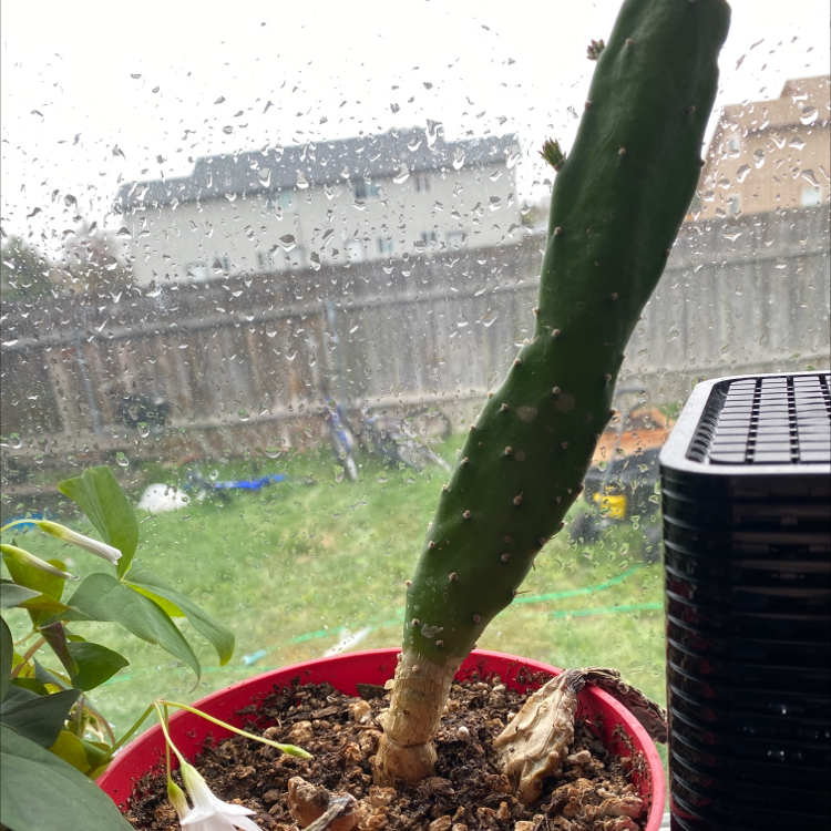 🌵 Why Are My Erect Prickly Pear Leaves Mushy?