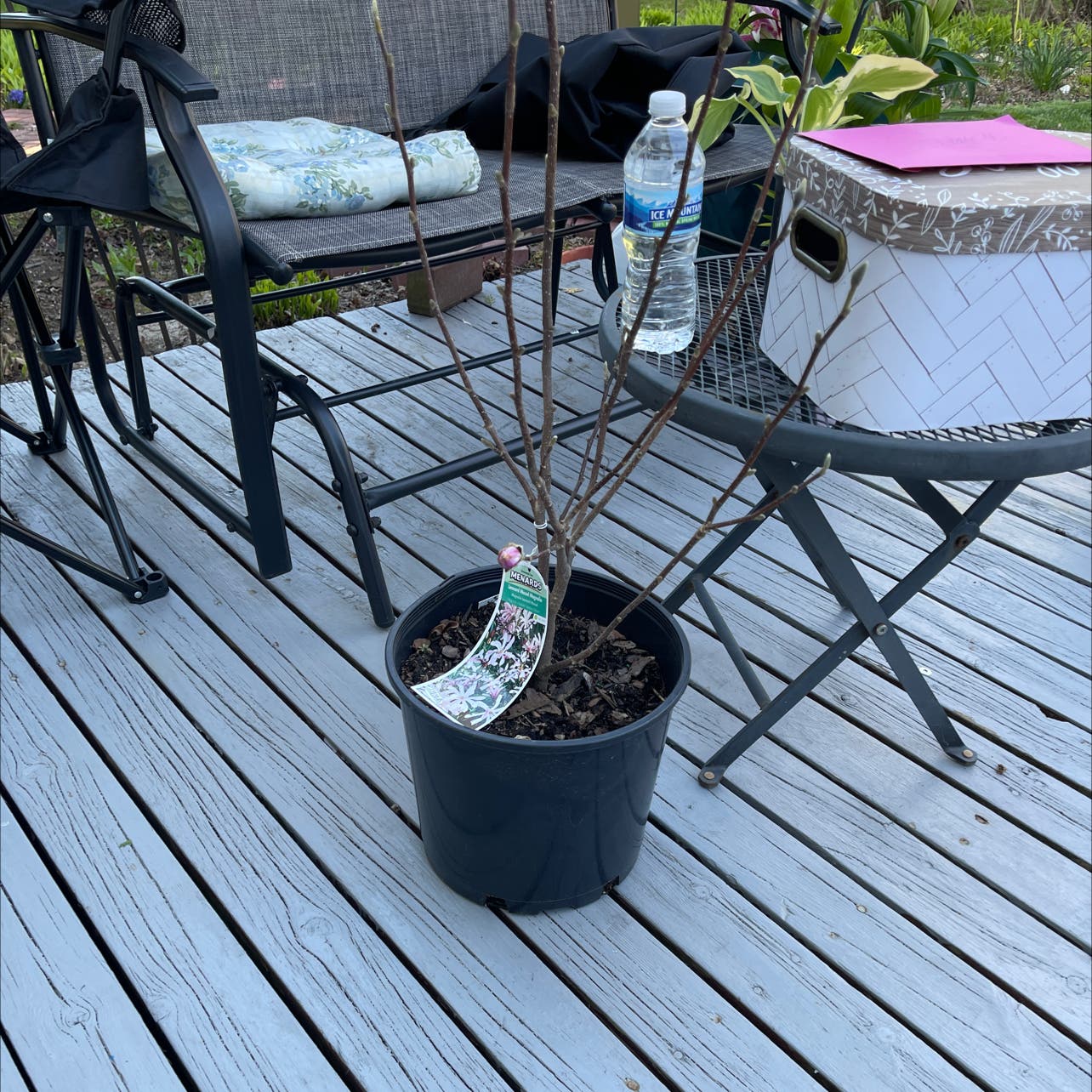 Japanese Magnolia - Ultimate Guide to Fertilizing Japanese Magnolia - Ultimate Guide to Fertilizing