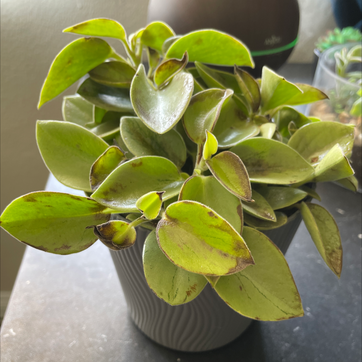 Teardrop Peperomia Root Rot Solutions