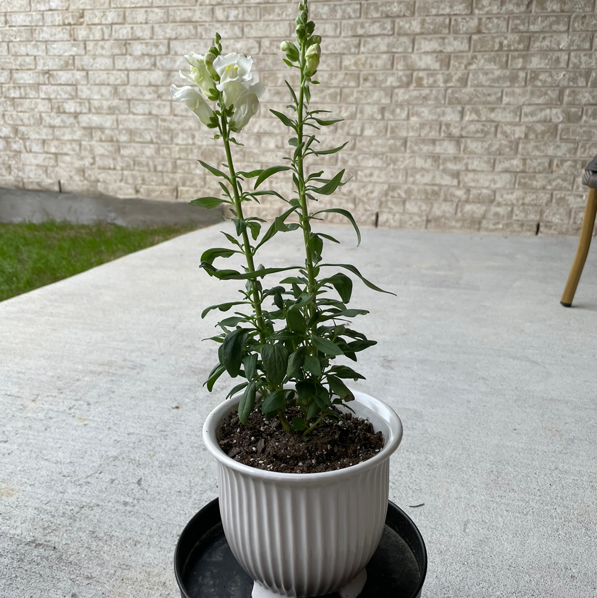 Why Are There Brown Spots on My Common Snapdragon?