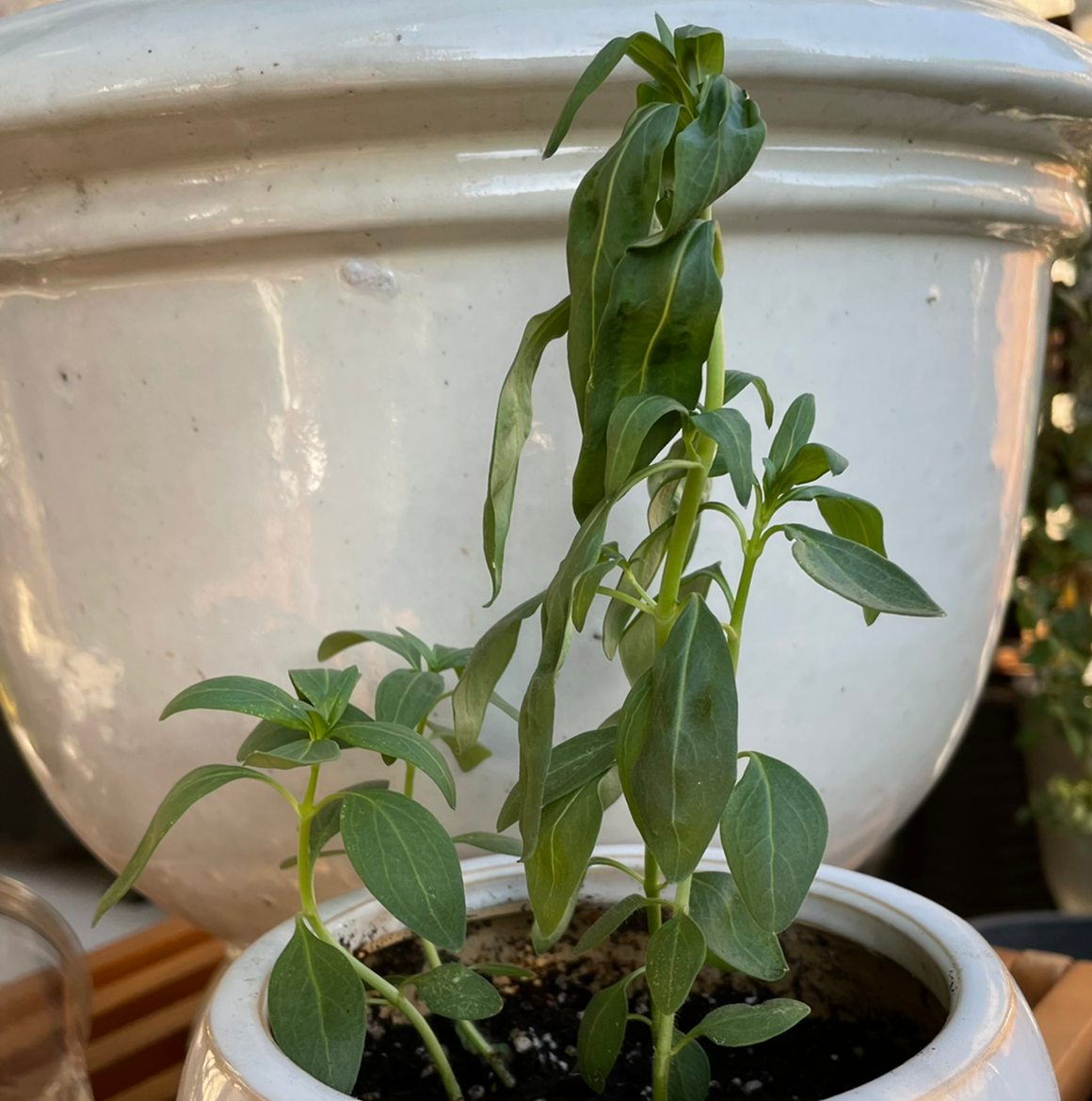 How to Prune Common Snapdragon