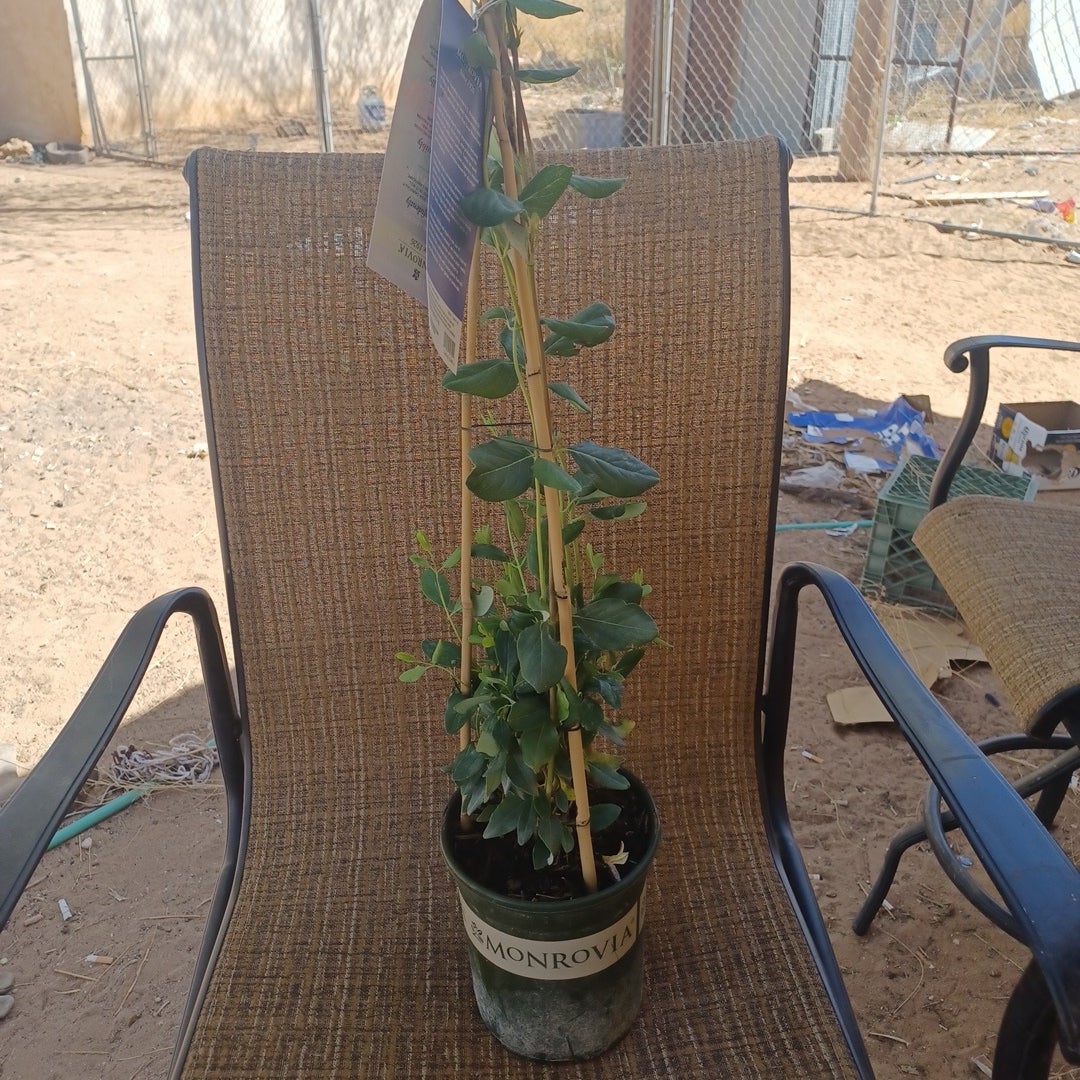 What Are The Bugs on My Coral Honeysuckle? 🐛