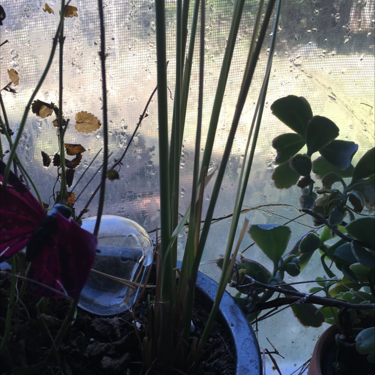 Propagating Your Lemon Grass: Step-by-Step Guide