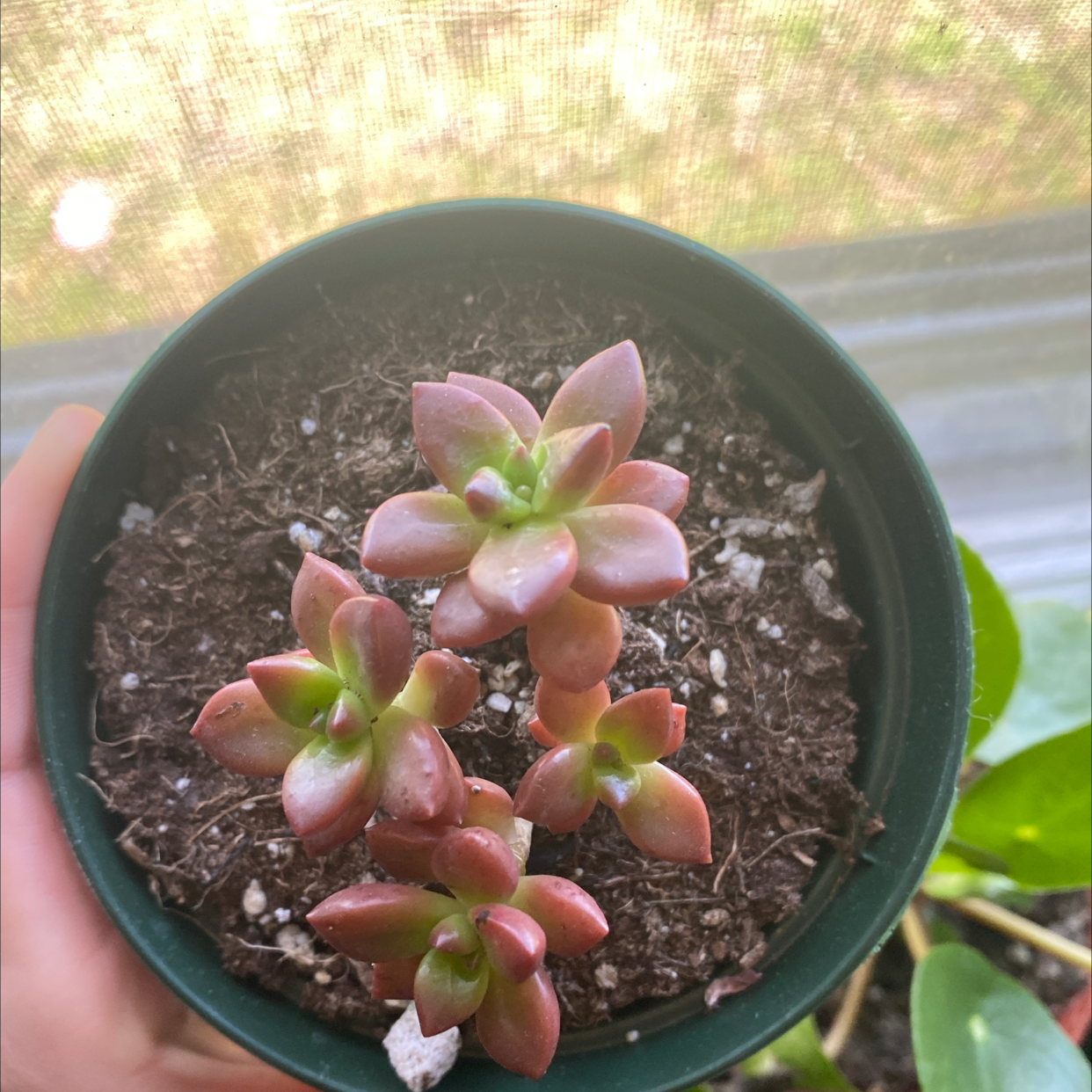 What Are The Bugs on My California Sunset?