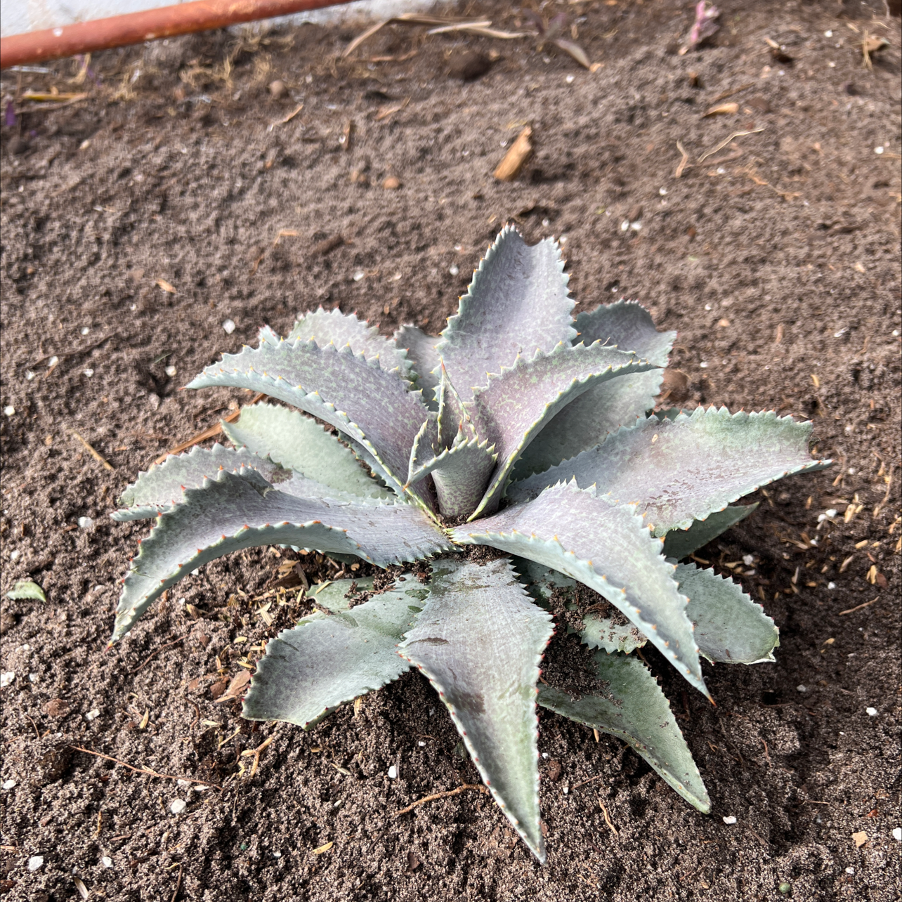 🦋 How Much Humidity Does My Butterfly Agave Need?