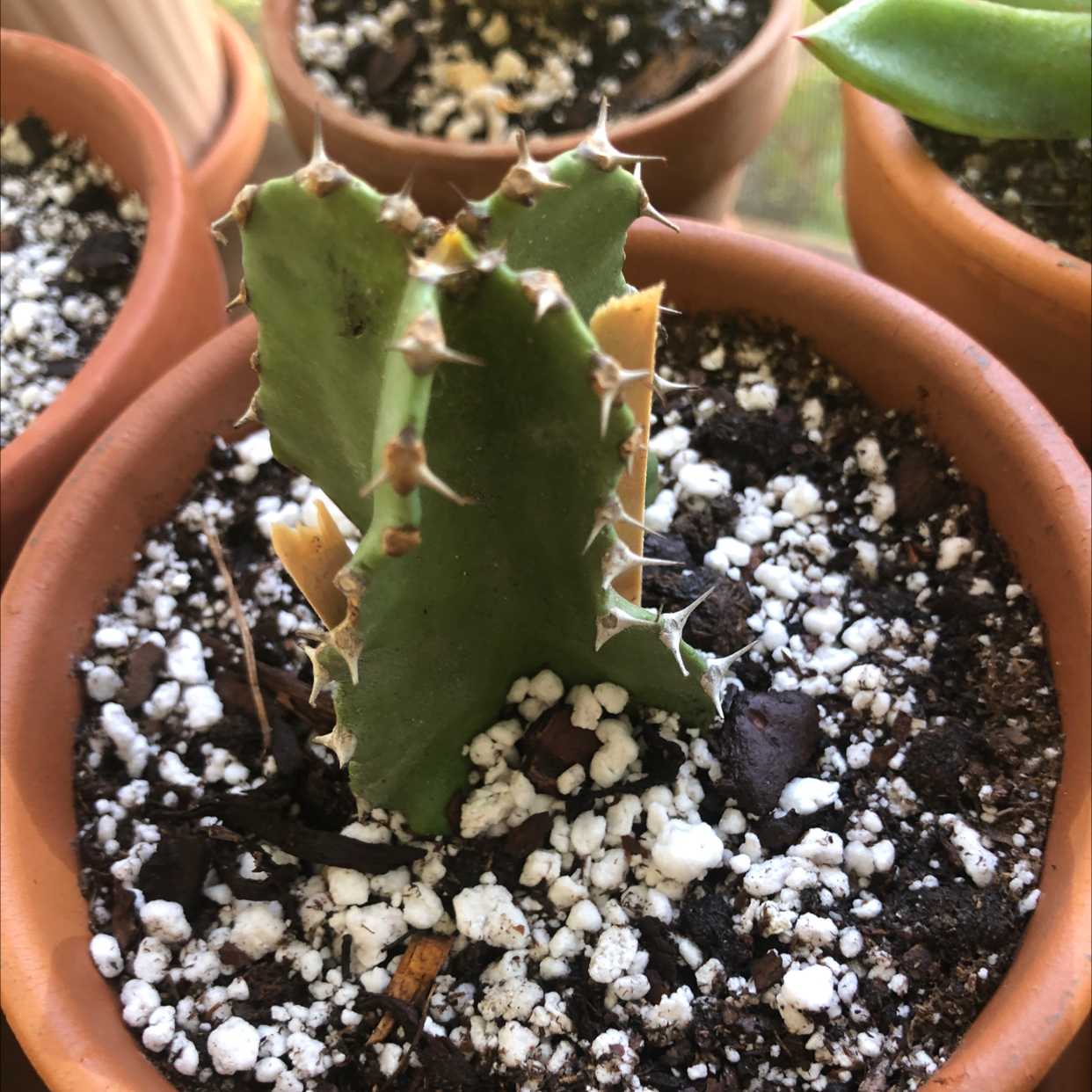 The Complete African Candelabra Plant Care Guide: Water, Light & Beyond