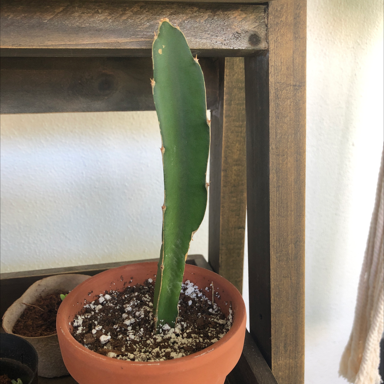 🐉 Soil Recommendations for Dragon Fruit