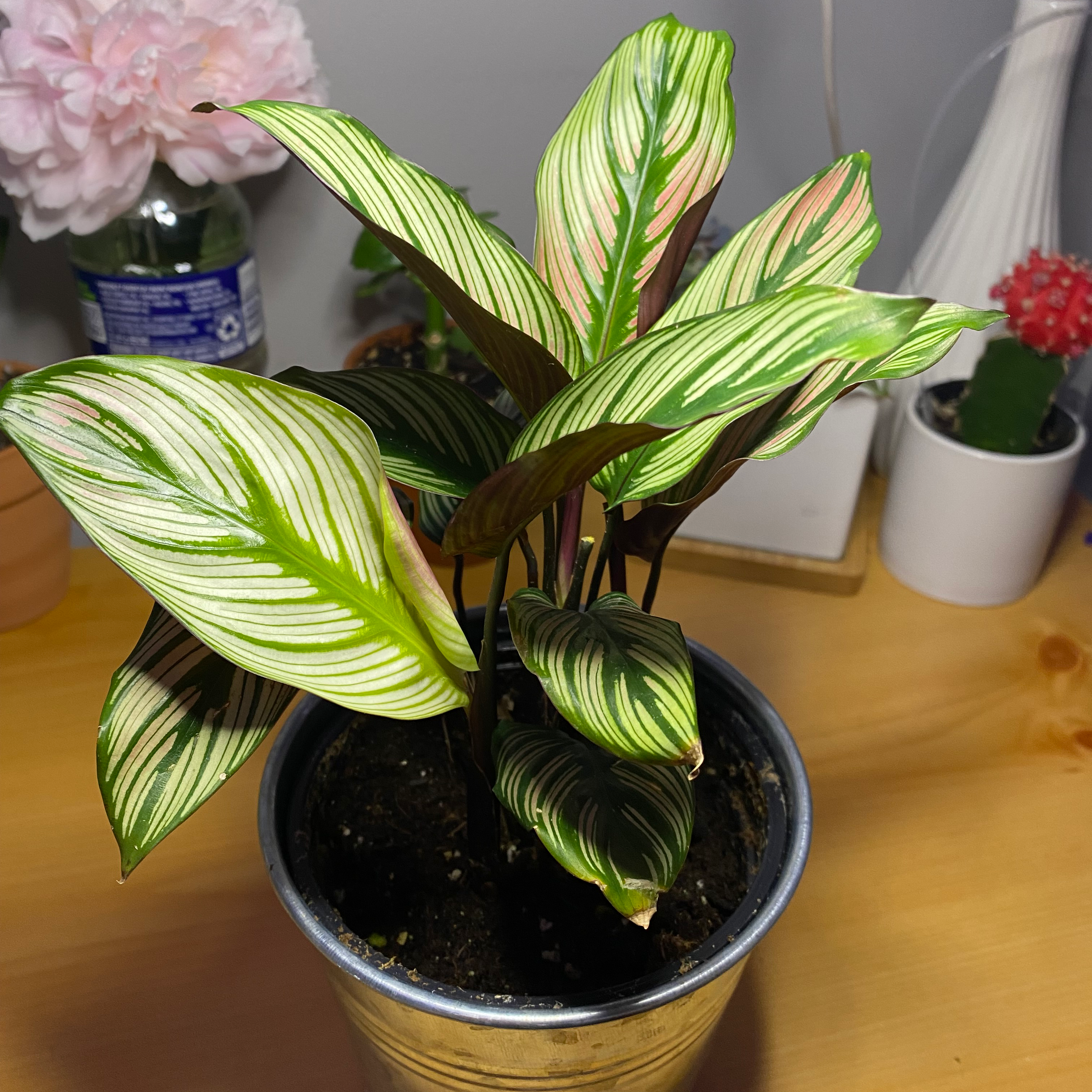Why Are My Calathea majestica Leaves Droopy?