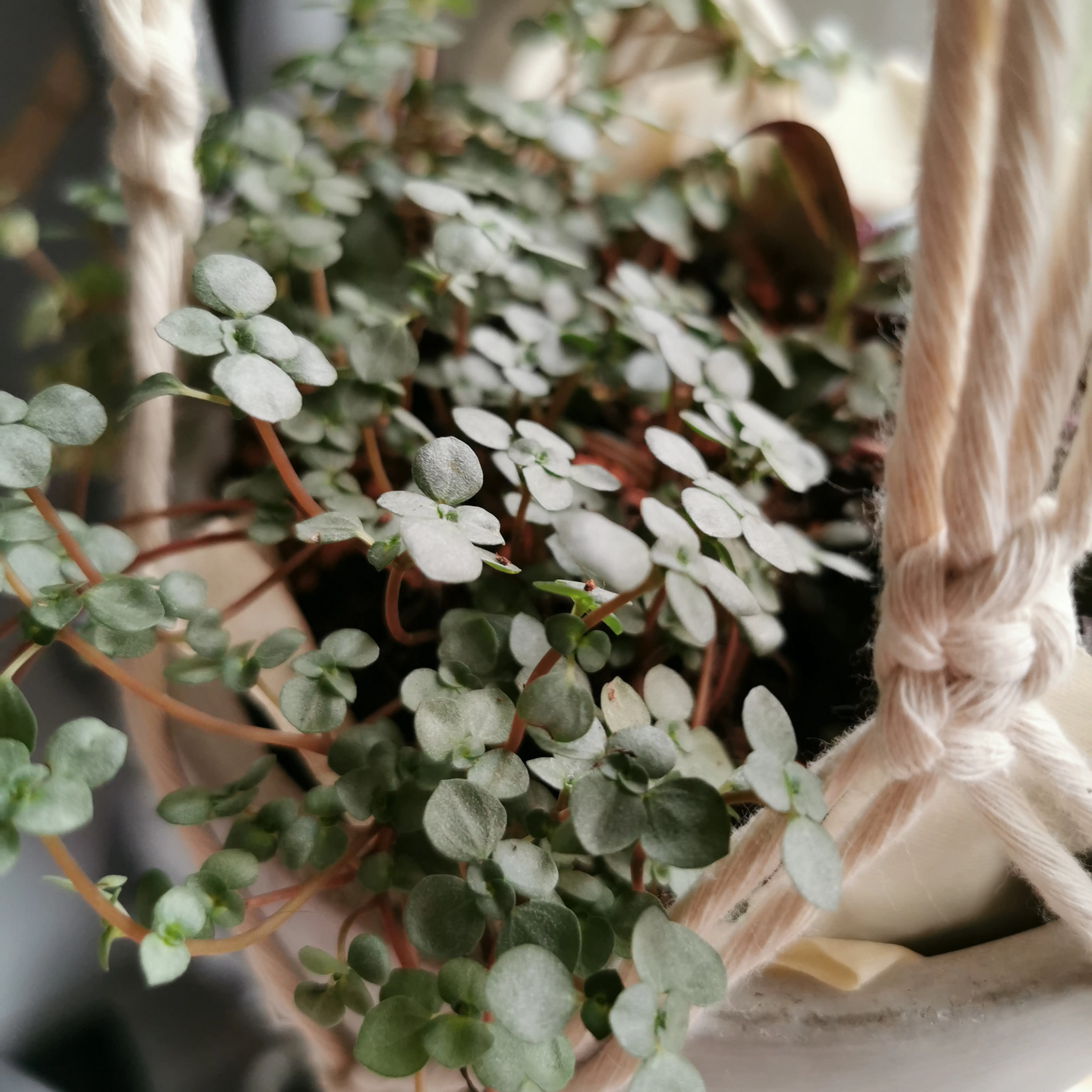 Propagating Pilea glauca 'Greysy': Step-by-Step Guide