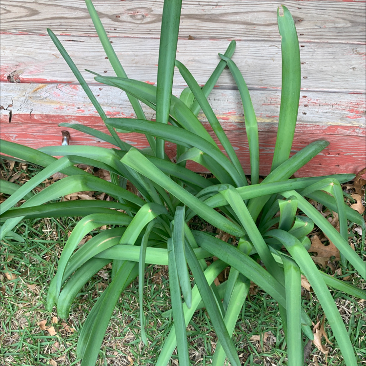 How to Propagate Your Resurrection Lily