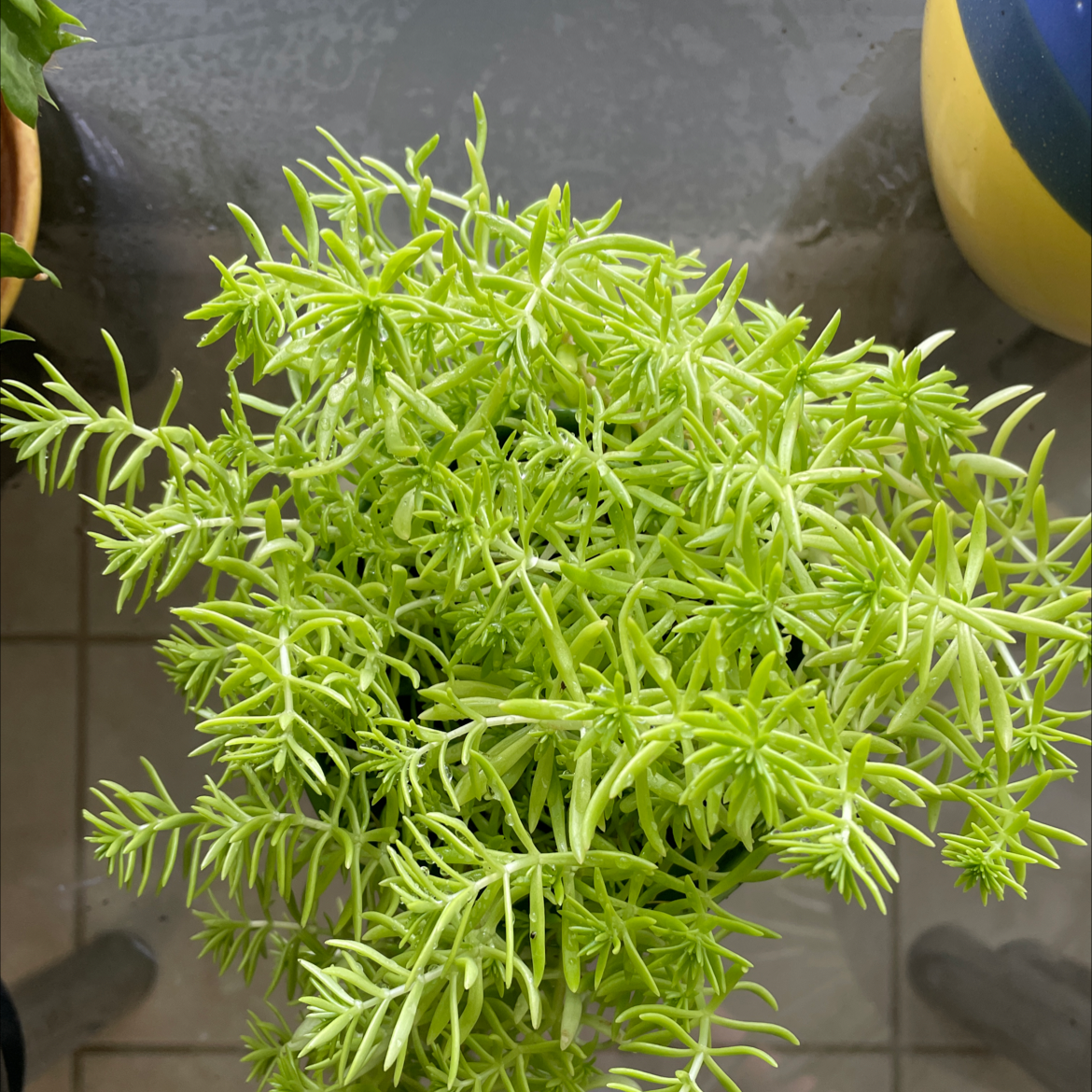 10 Benefits of Having a Sedum lineare