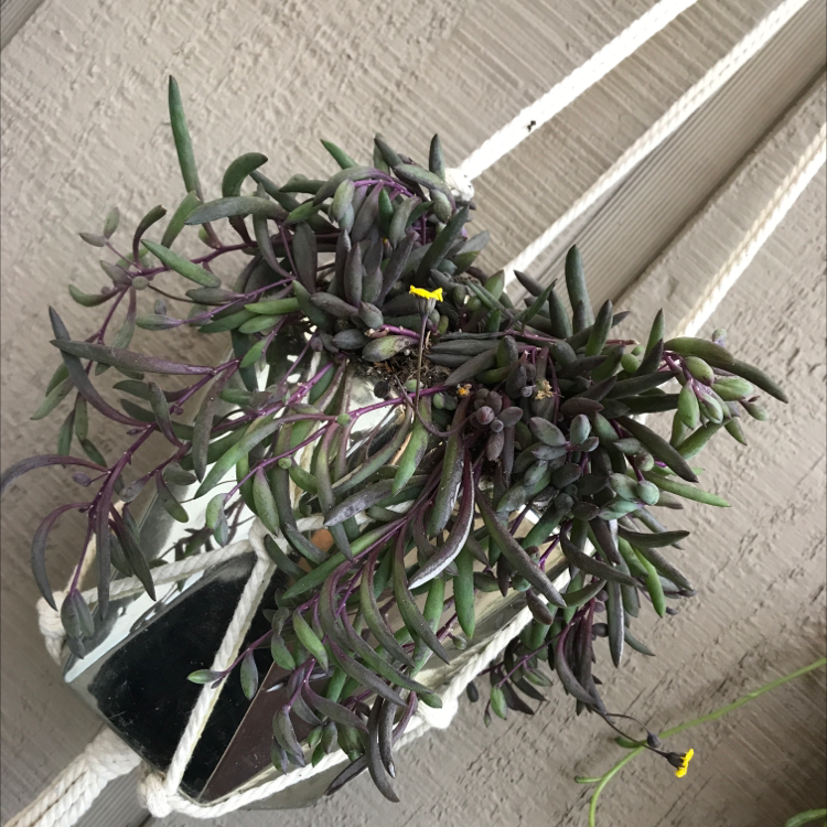 🥒 Light Requirements For Your String of Pickles