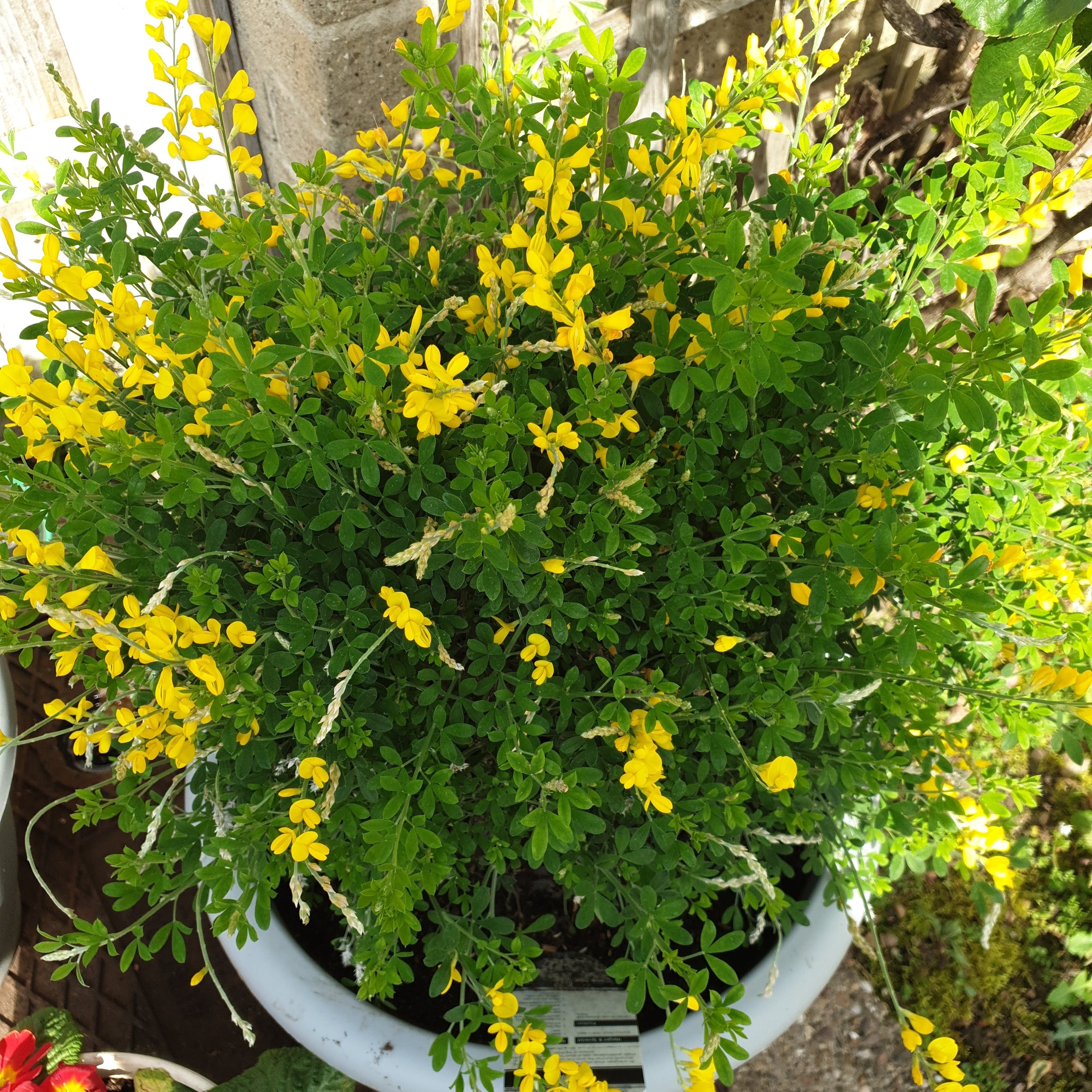 Personalized sweet broom Care: Water, Light, Nutrients | Greg App