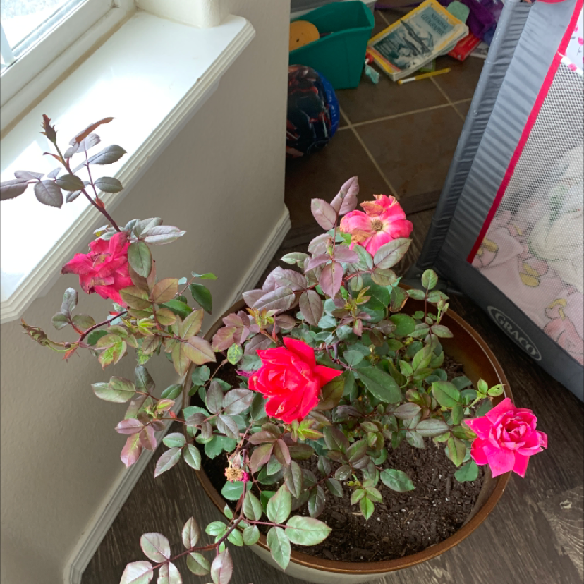Am I Starving My Knockout Rose 'Radrazz'? Fertilizing 101