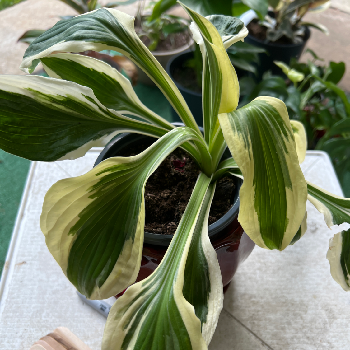 Why Are There Brown Spots on My Plantain Lily?
