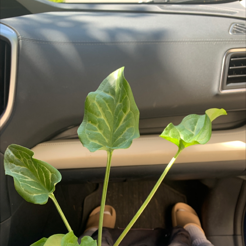 Propagating Your Italian Arum: Step-by-Step Guide