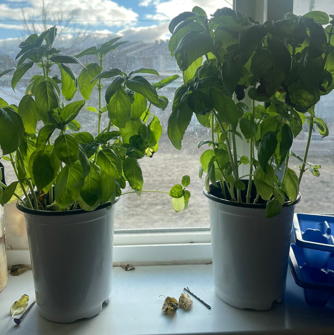 What Are The Bugs on My Sweet Basil? 🐛