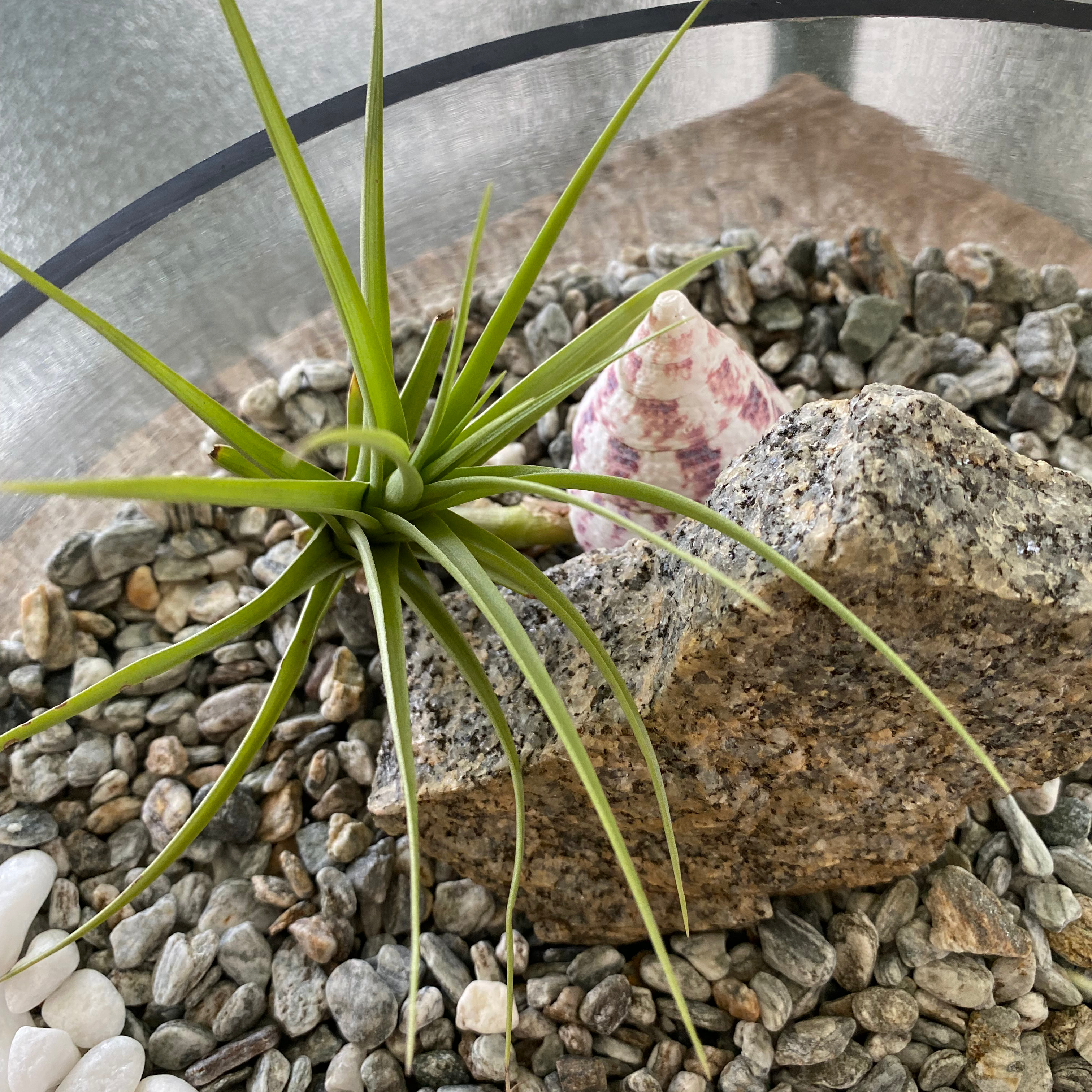 How to Propagate Your Tillandsia aeranthos