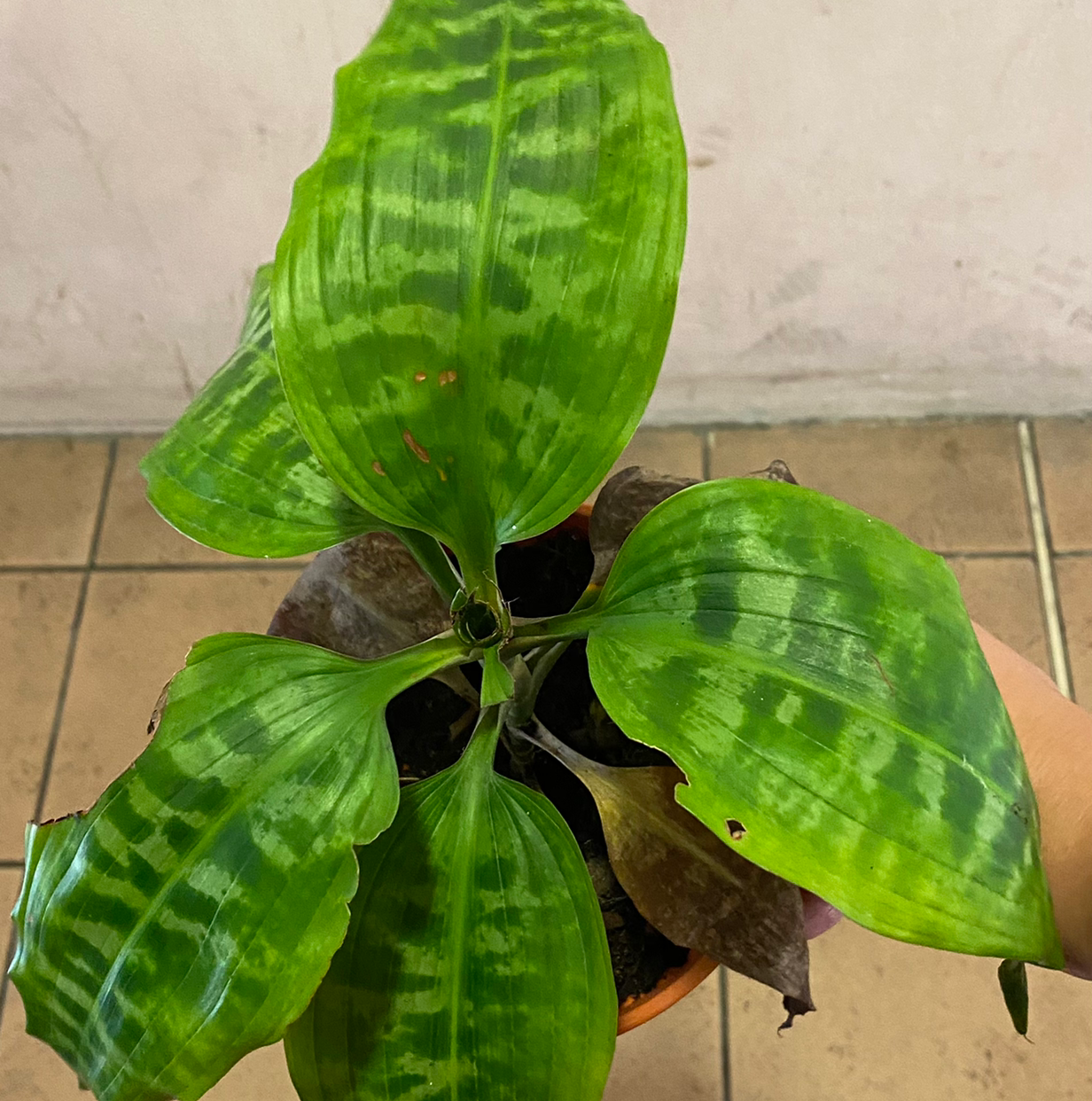 Why Are My Little White Soldiers Leaves Mushy?