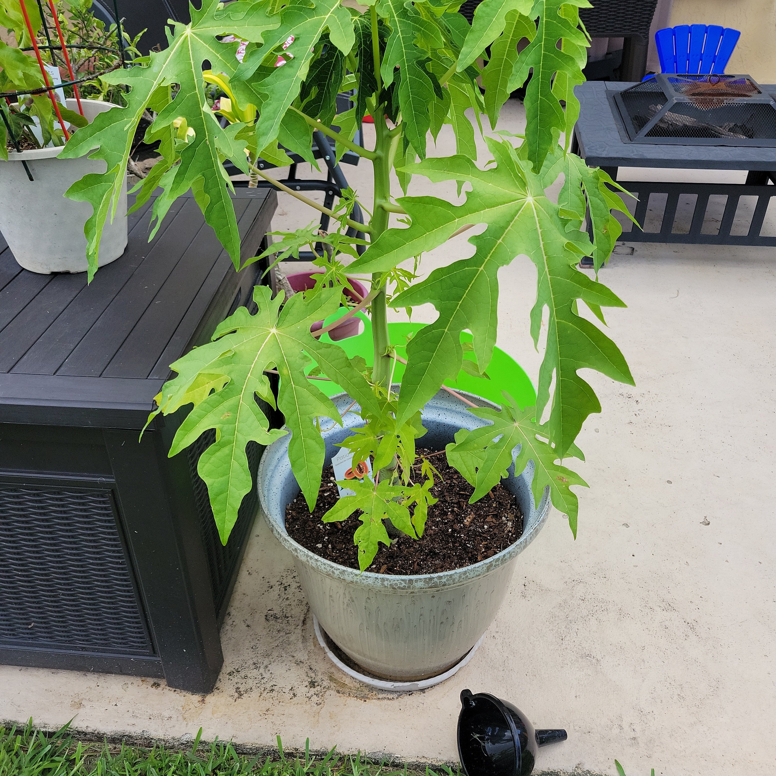 Best Soil for Papaya