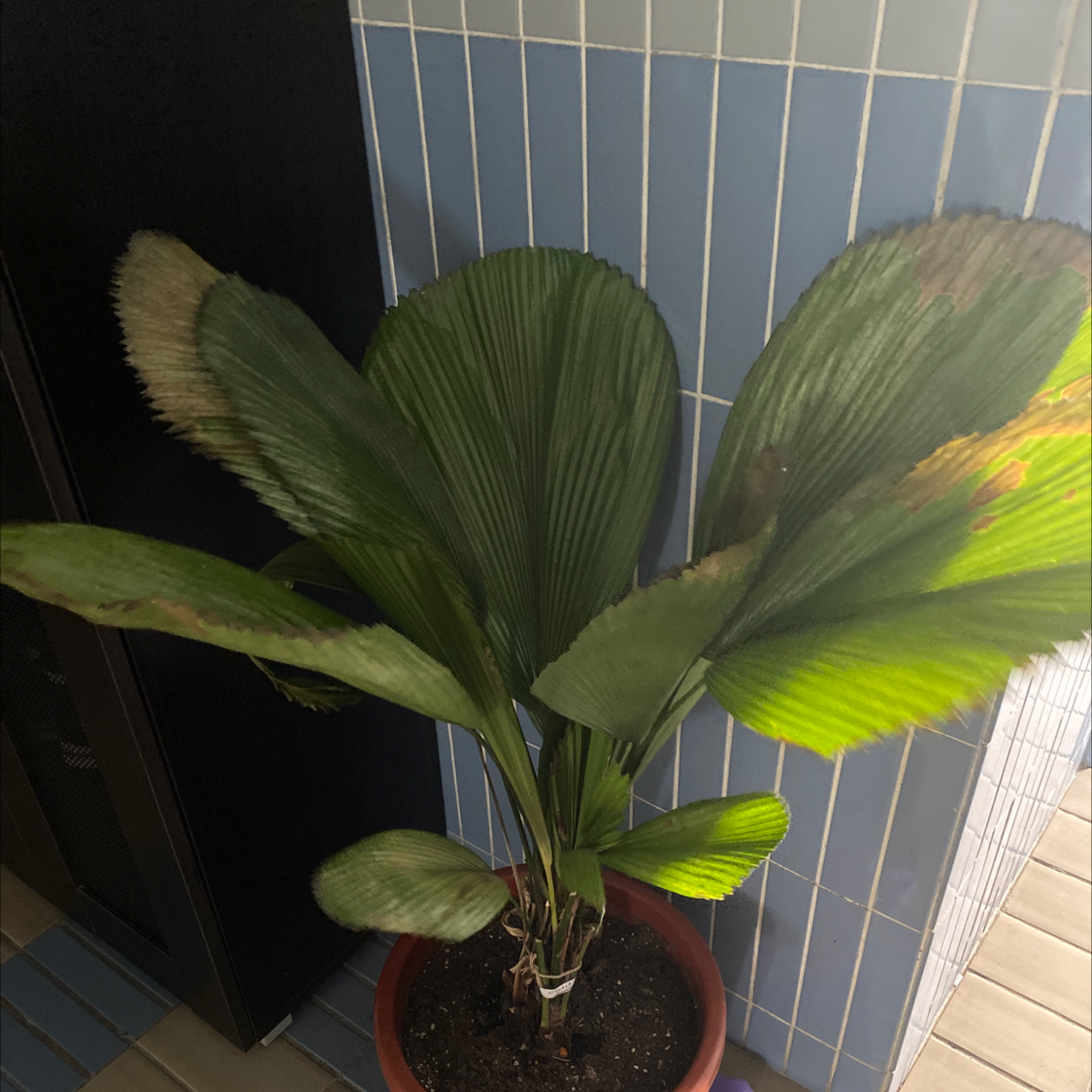 🌞 Your Chinese Fan Palm's Light Requirements
