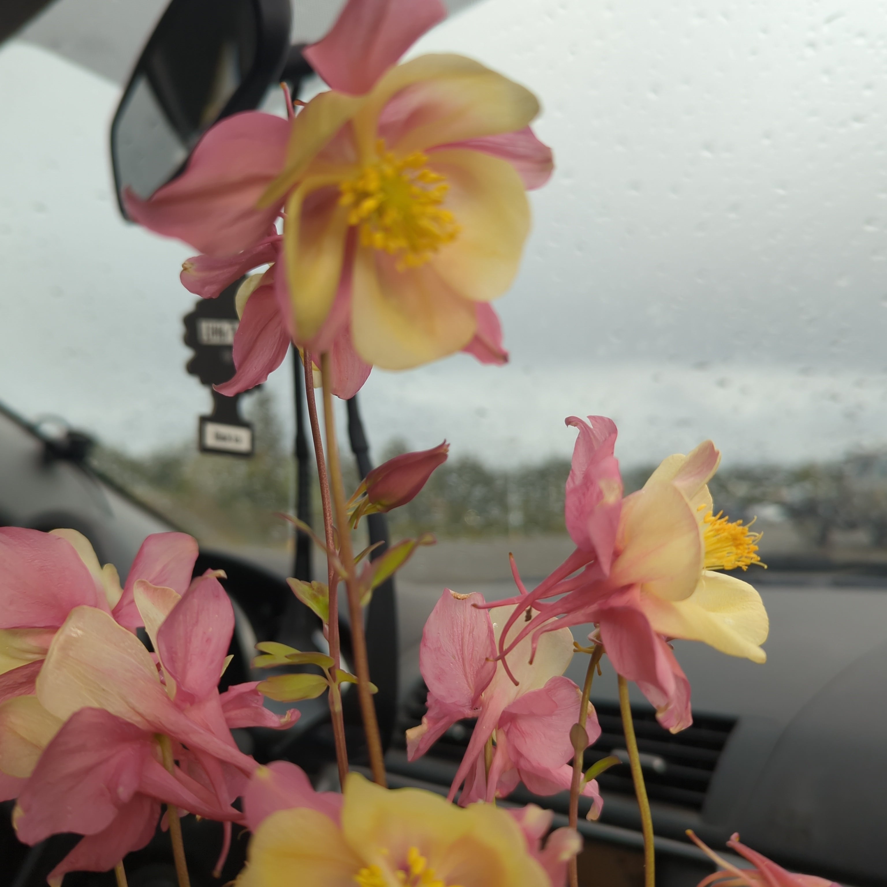 Why Are My Common Columbine Leaves Curling?