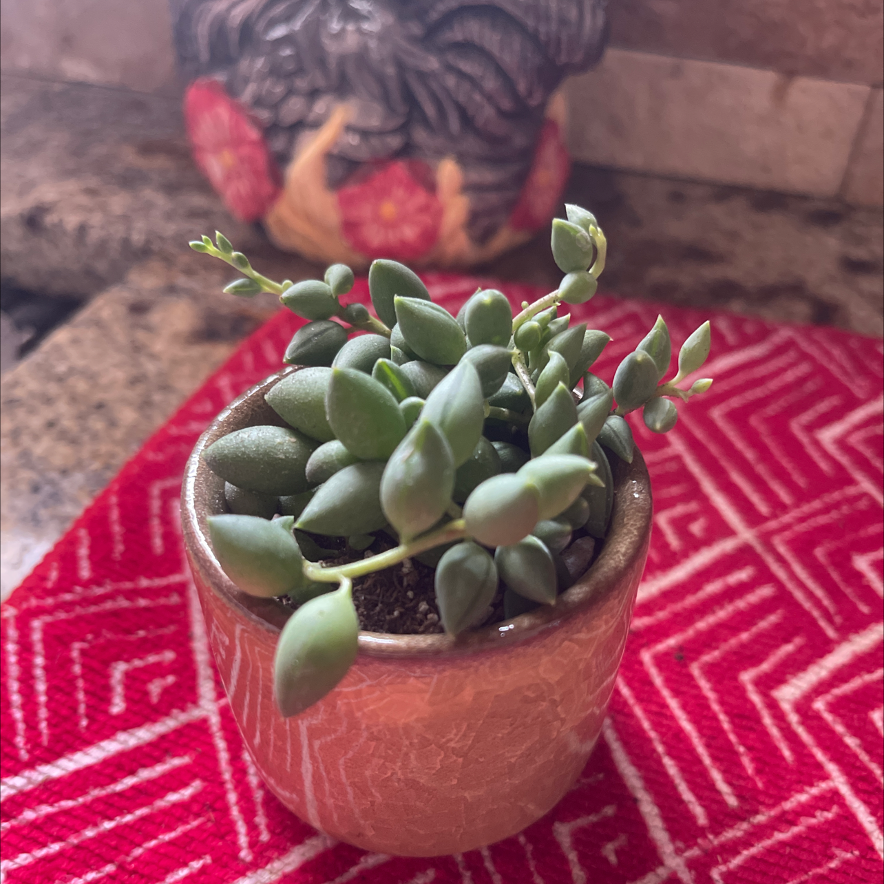 🌧 Curio Rowleyanus 'String Of Raindrops' Leaves Falling Over