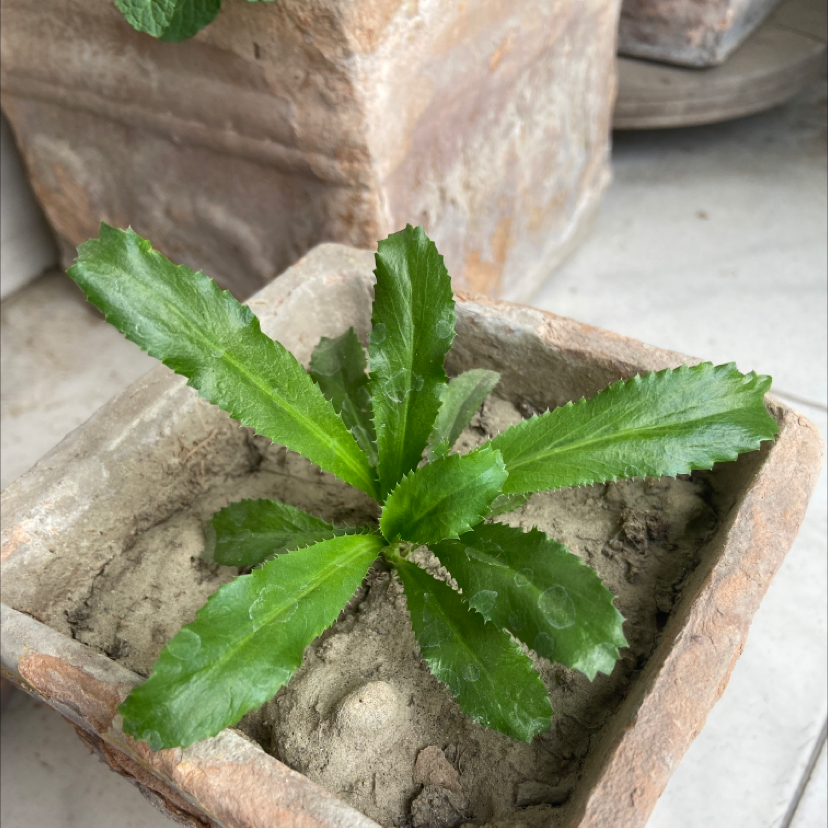 How to Propagate Your Culantro