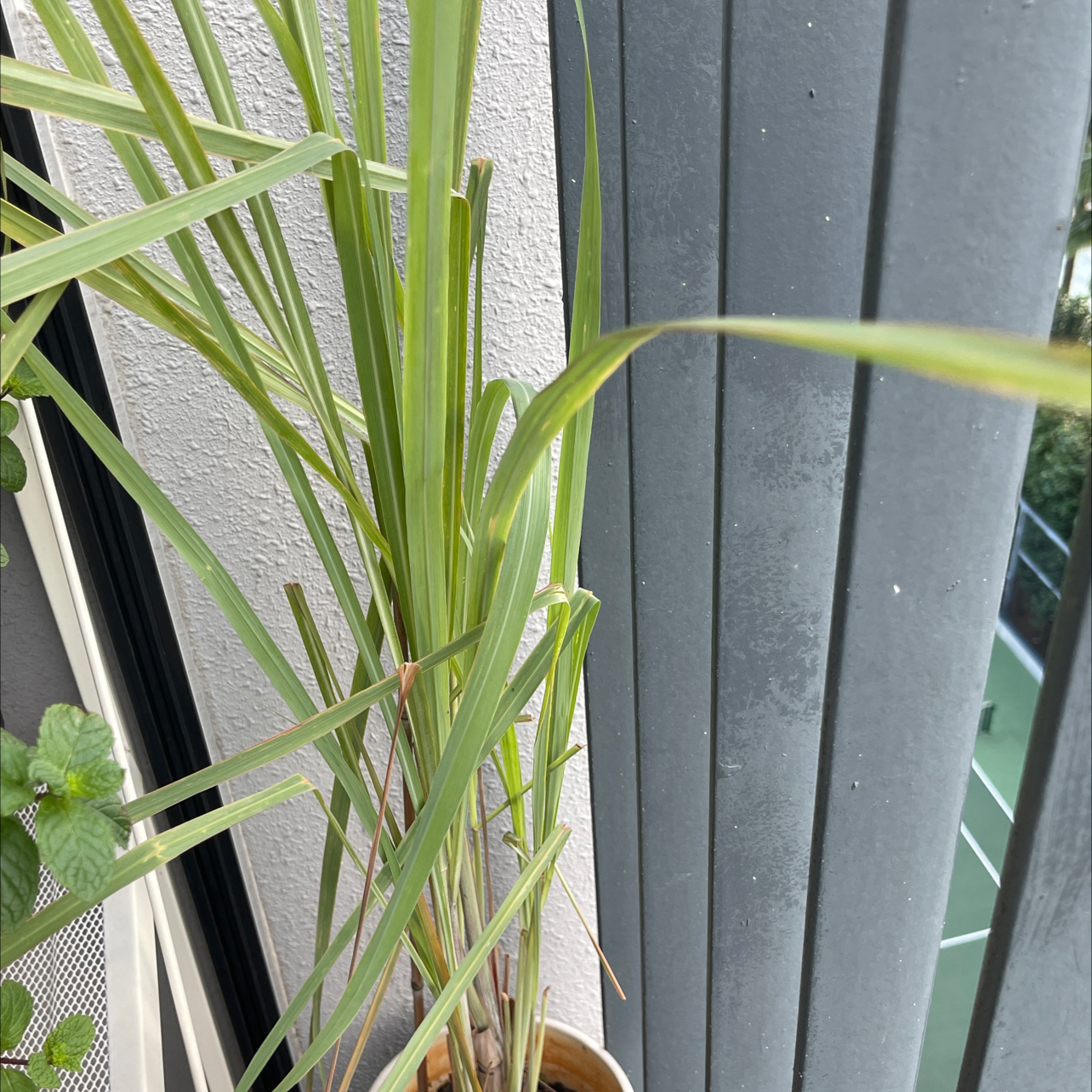 Light Requirements For My Lemon Grass by Season