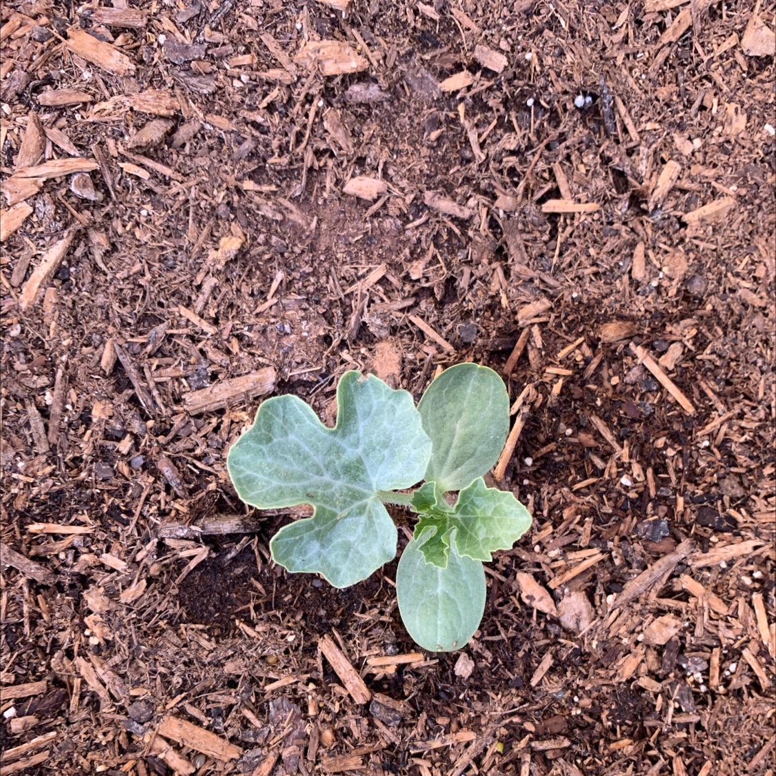 🍉 How to Propagate Your Watermelon