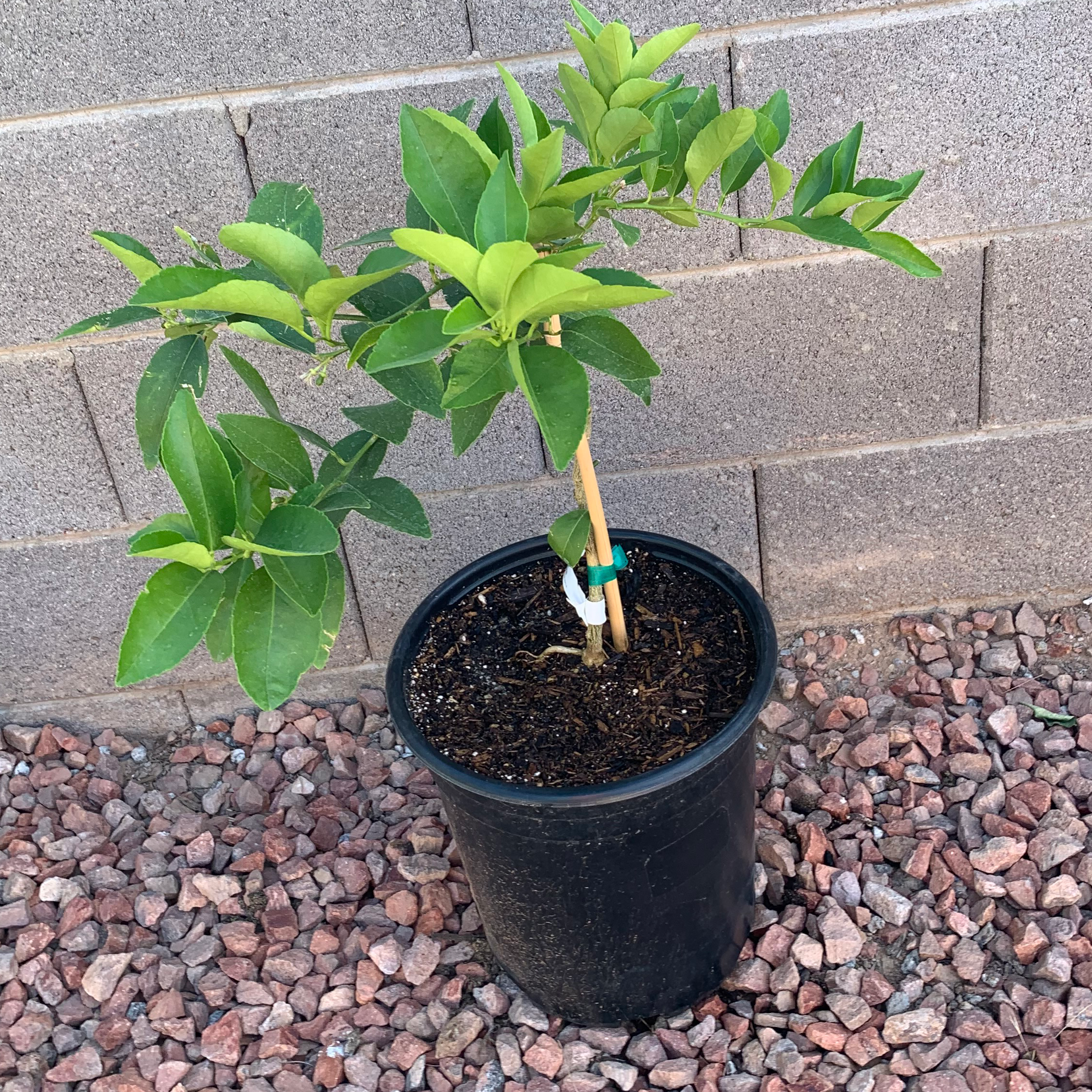 Personalized semi-dwarf lime tree Care: Water, Light, Nutrients | Greg App