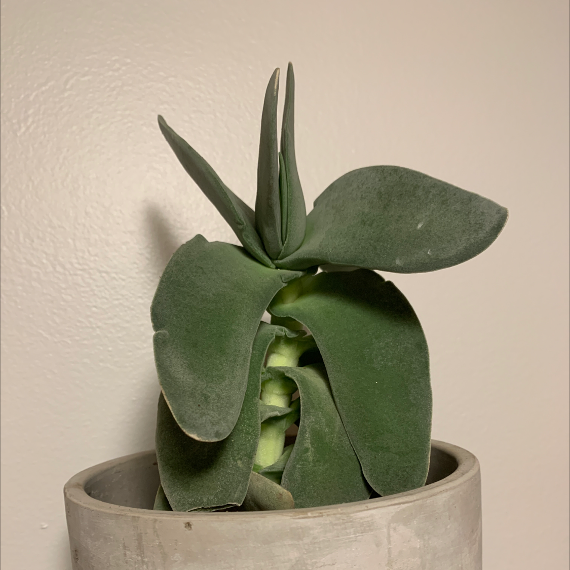 ️ 10 Advantages of Having a Propeller Plant