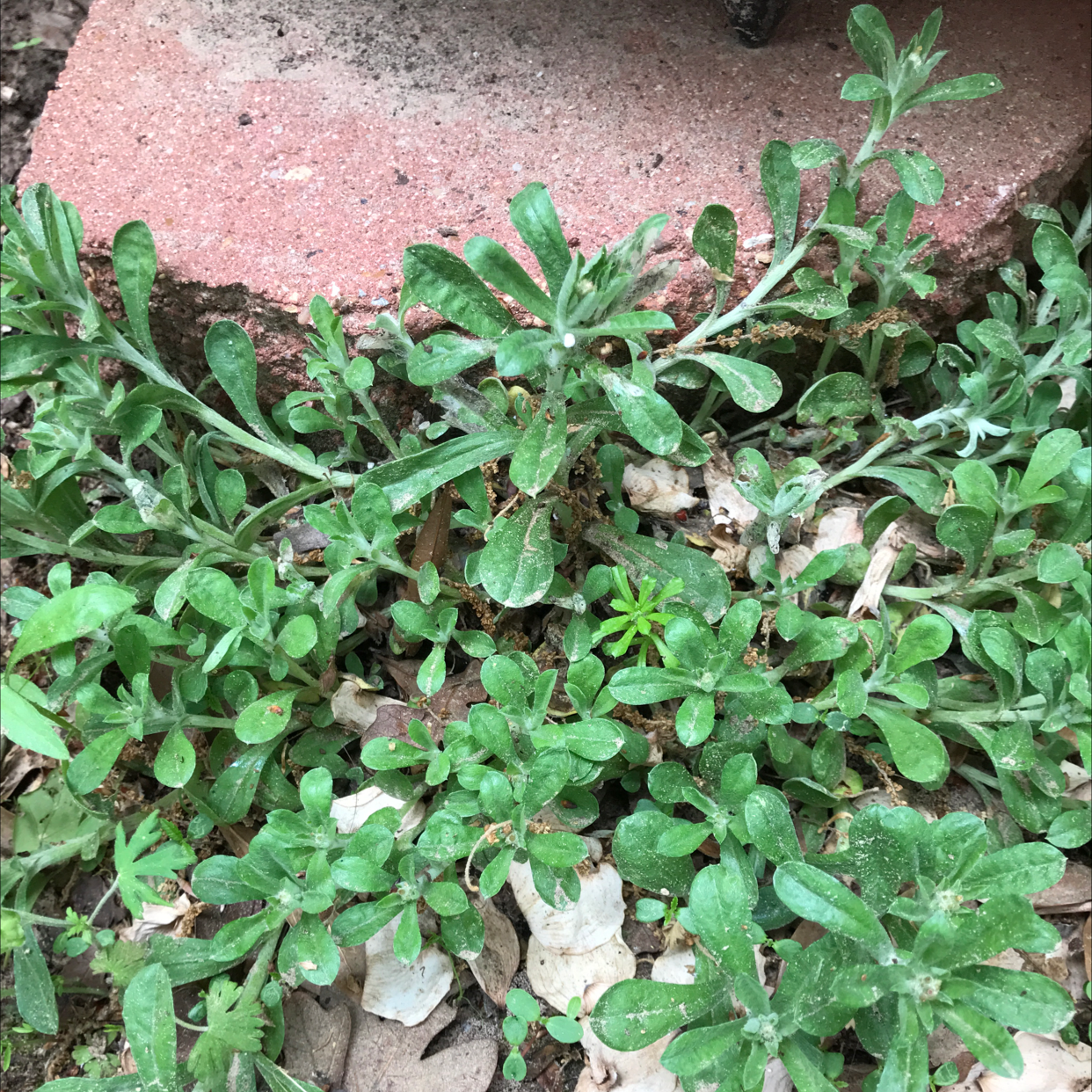 The Complete Pennsylvania Cudweed Plant Care Guide: Water, Light & Beyond