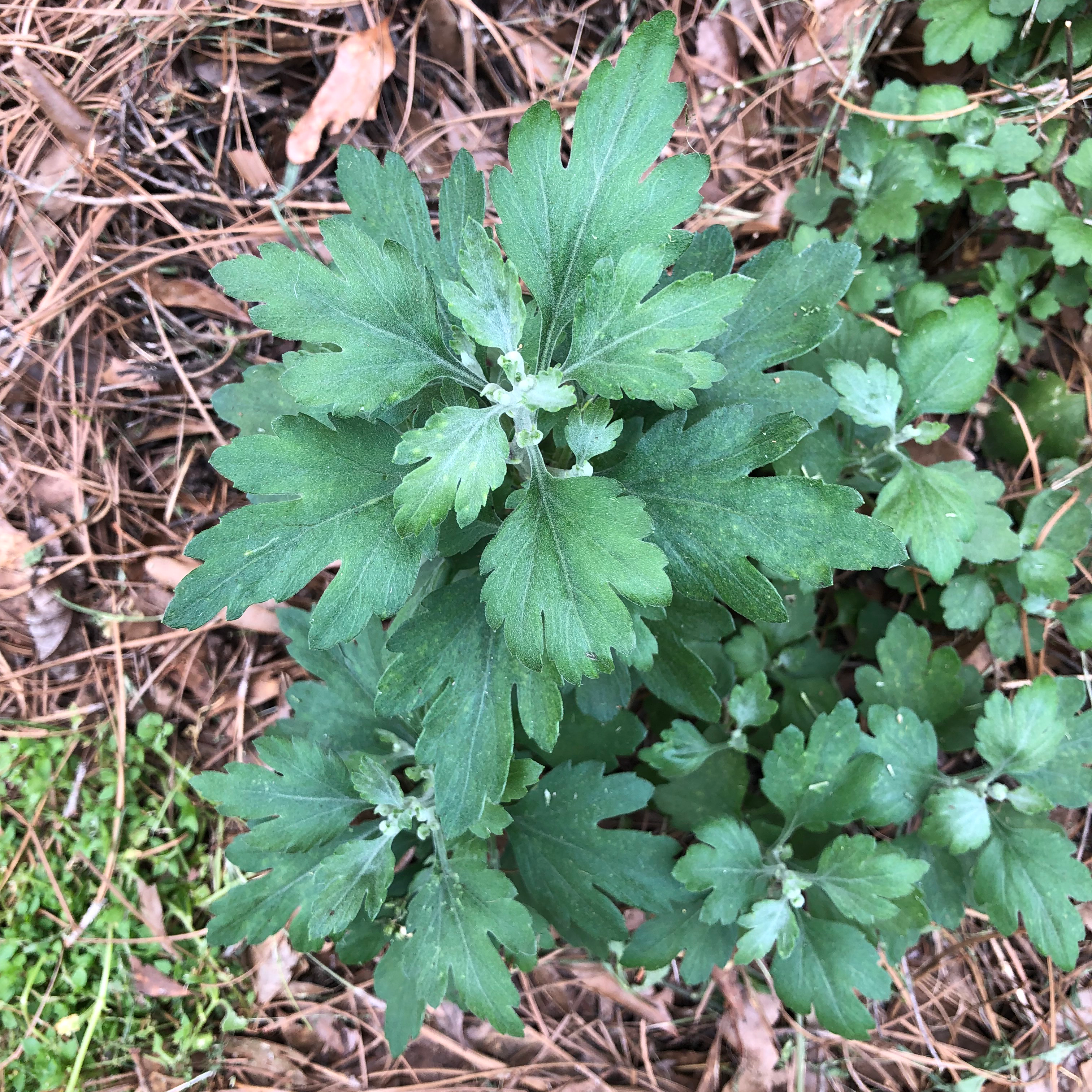 How to Propagate Your Mugwort