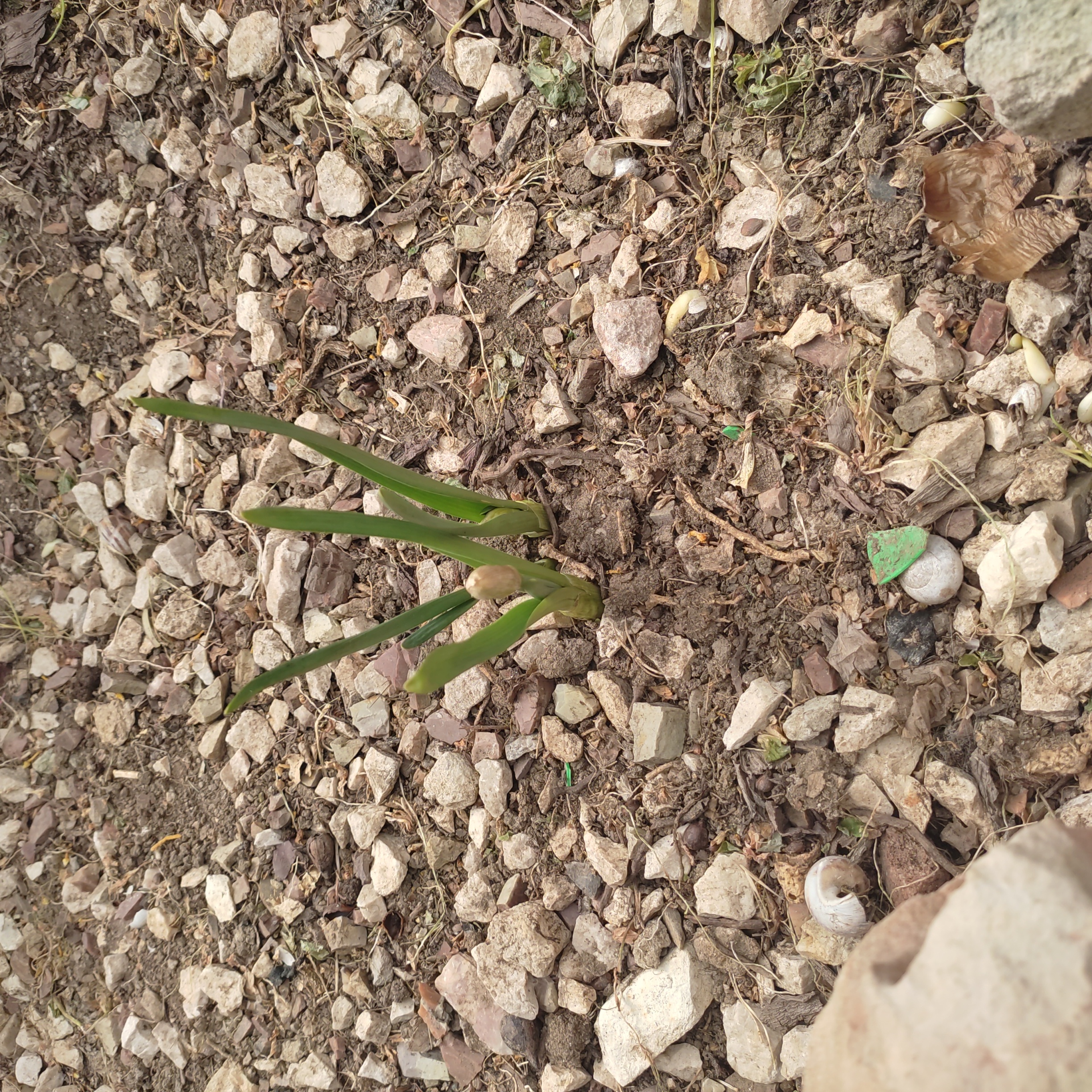Narci | A plant by @StainlessPhalsa on Greg