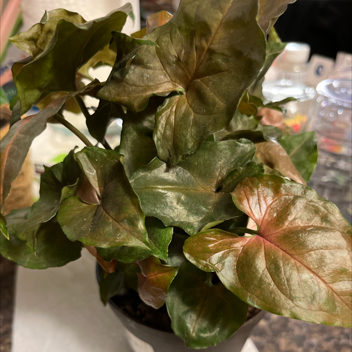 Black Spots on My Syngonium 'Maria Allusion' Leaves
