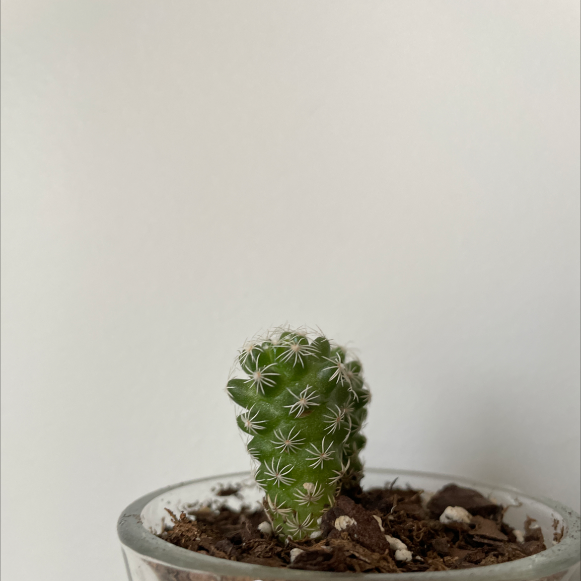 Propagating Ferocactus robustus: Step-by-Step Guide