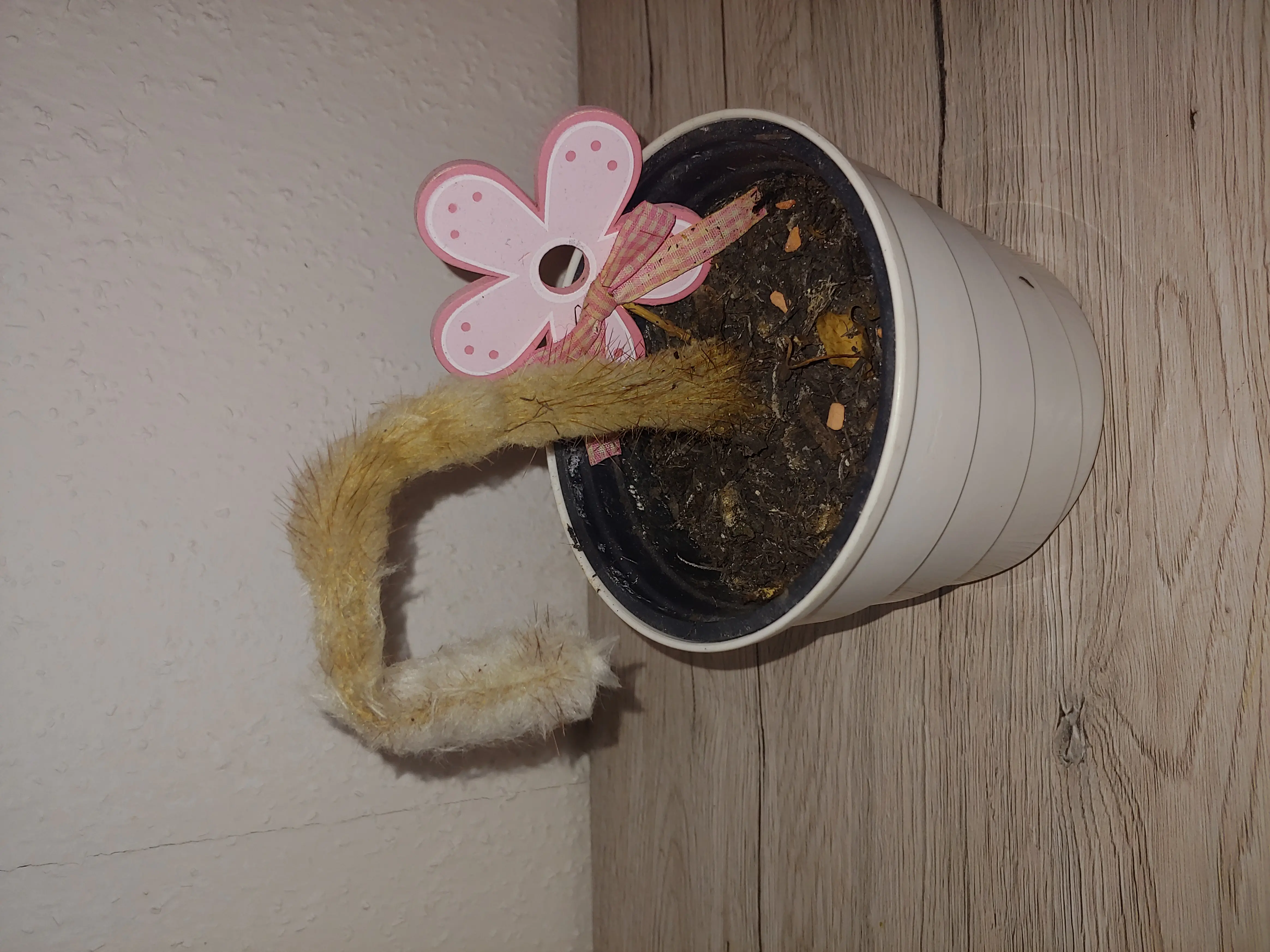 👴 How Can You Tell If A Peruvian Old Man Cactus Is Dying?