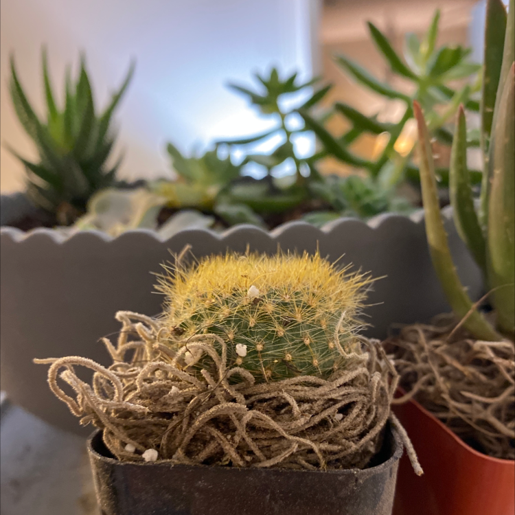 Propagating My Scarlet Ball Cactus: Step-by-Step Guide