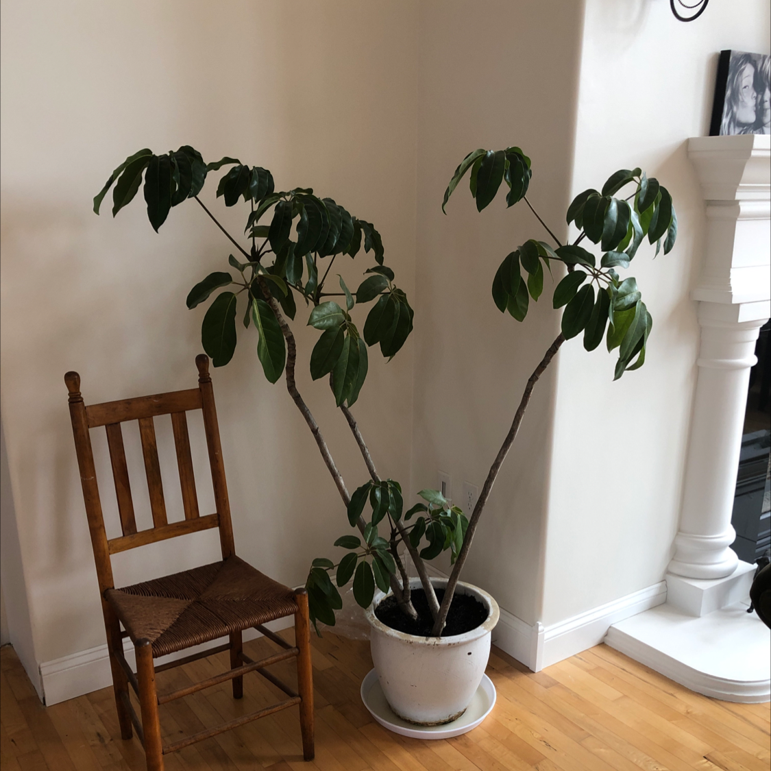 🌂 How To Propagate Your Umbrella Tree