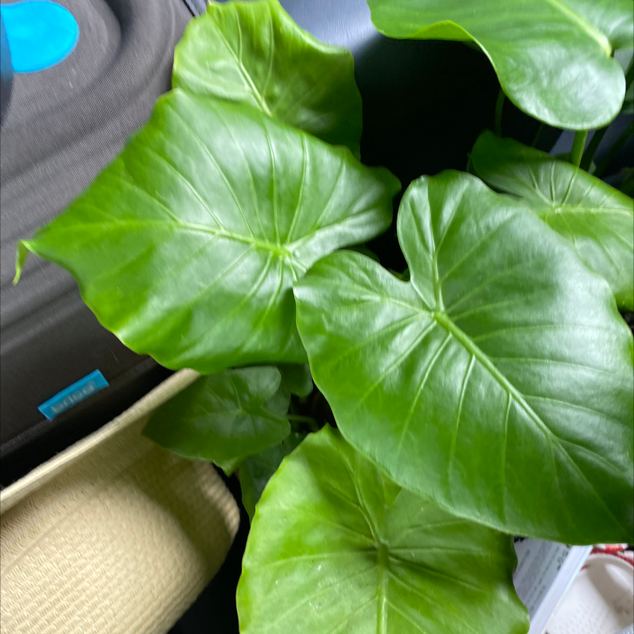 My Alocasia Leaves Are Turning Yellow. What Should I Do?